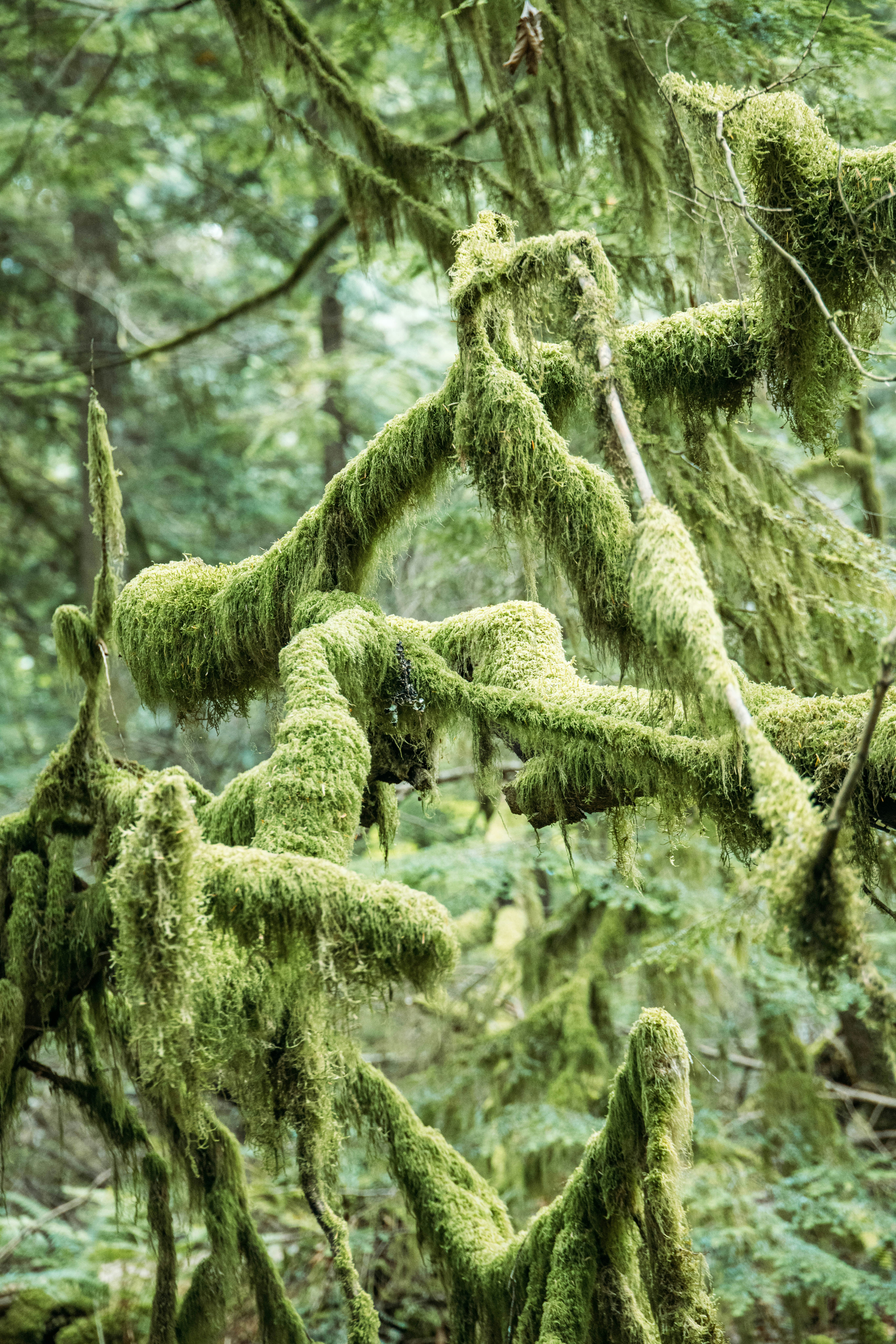 Moss-Cloaked Branches: A Quiet Green Tangle in the Forest