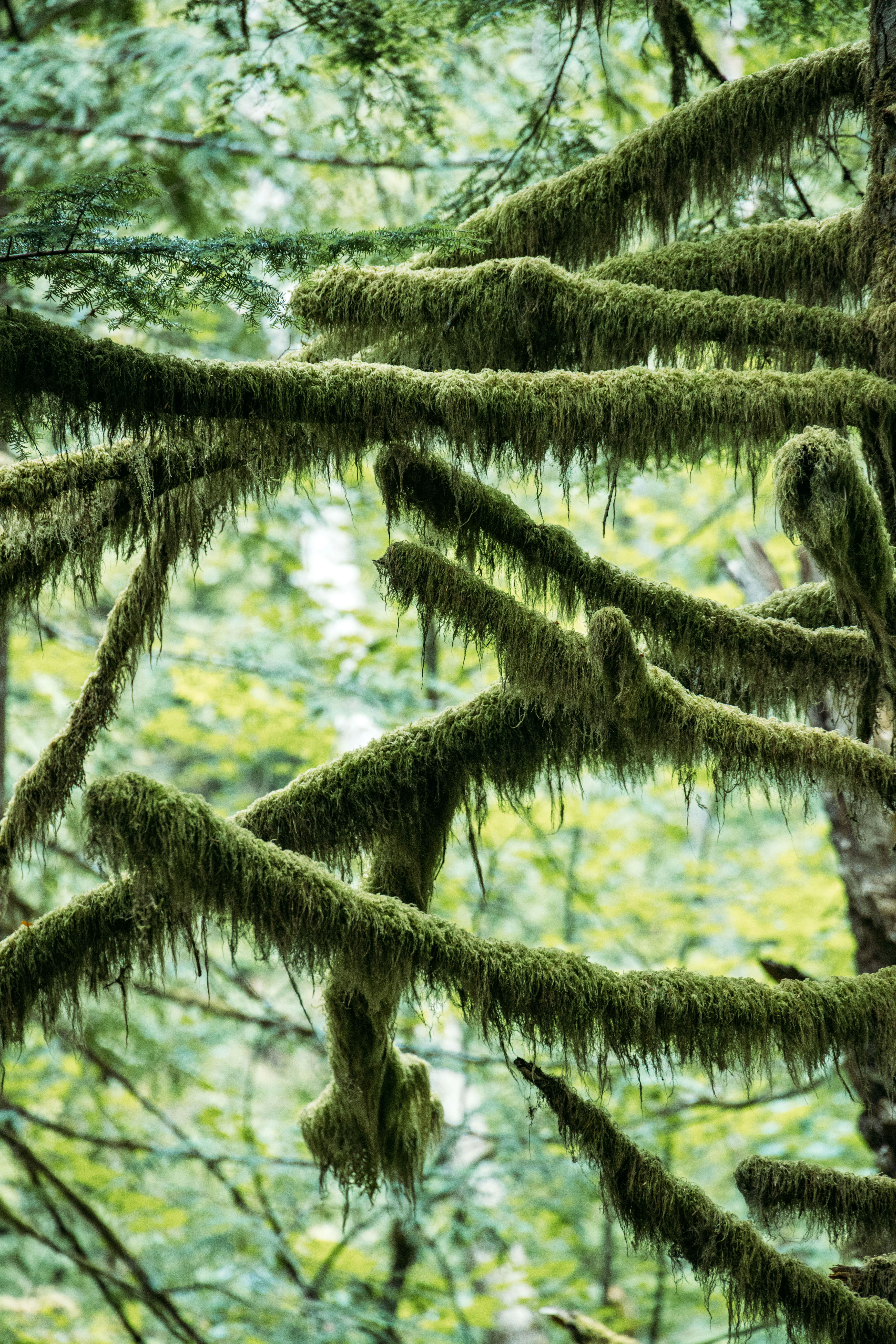 Moss-Cloaked Branches Woven Through a Quiet Forest