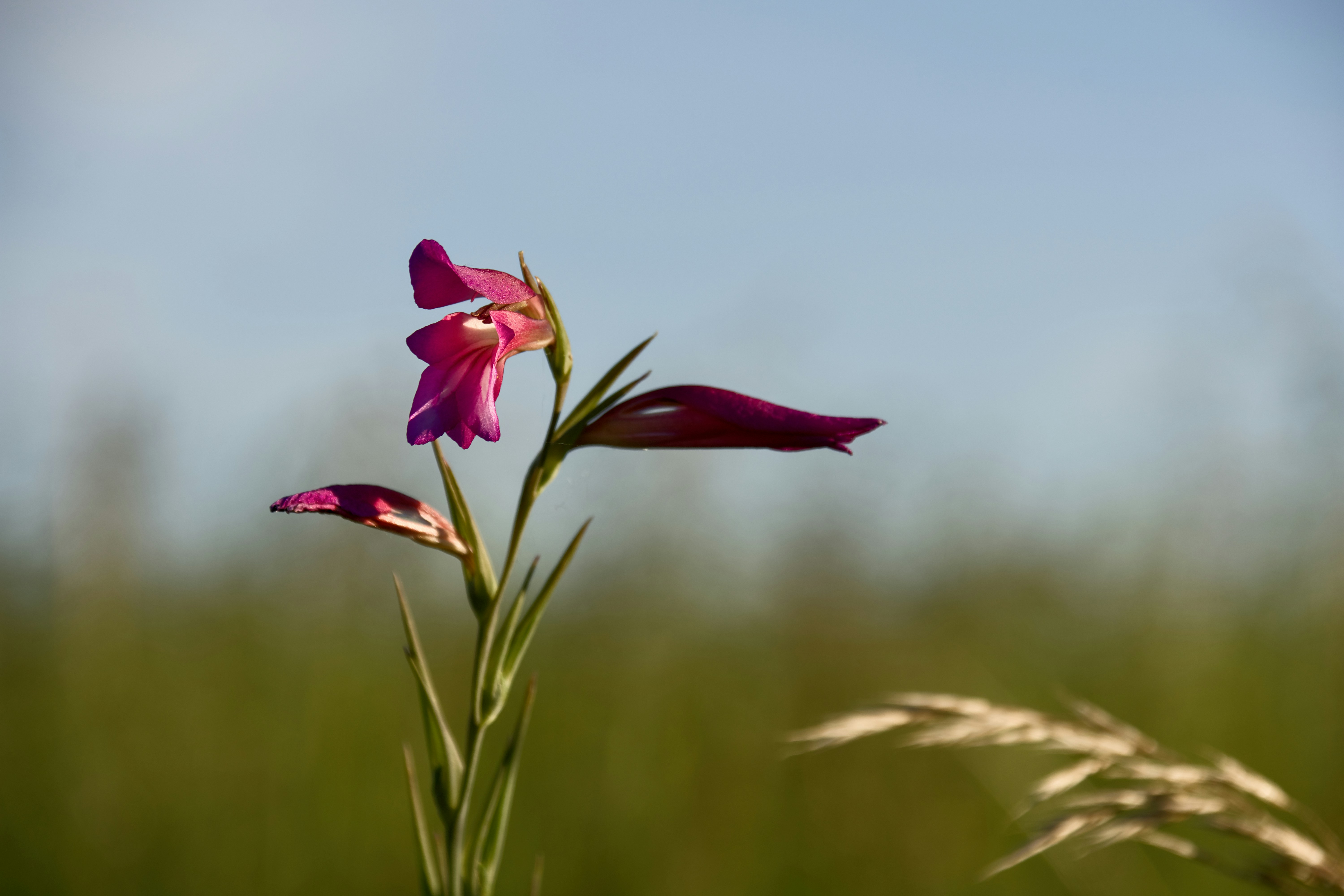 Pink Lily Crowned Against a Silky Field