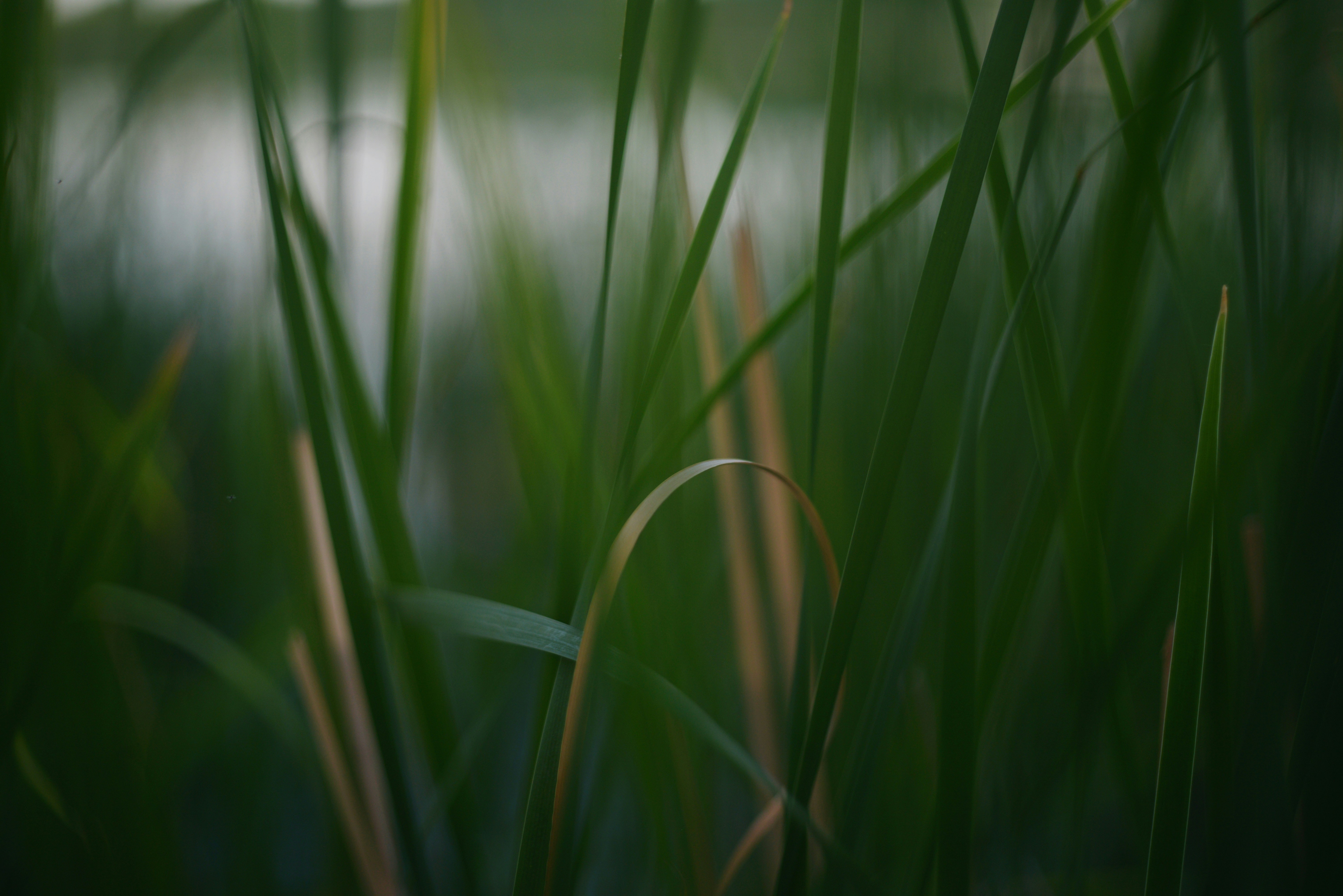 Hidden Dewlit Grasses: A Quiet Field Close-Up
