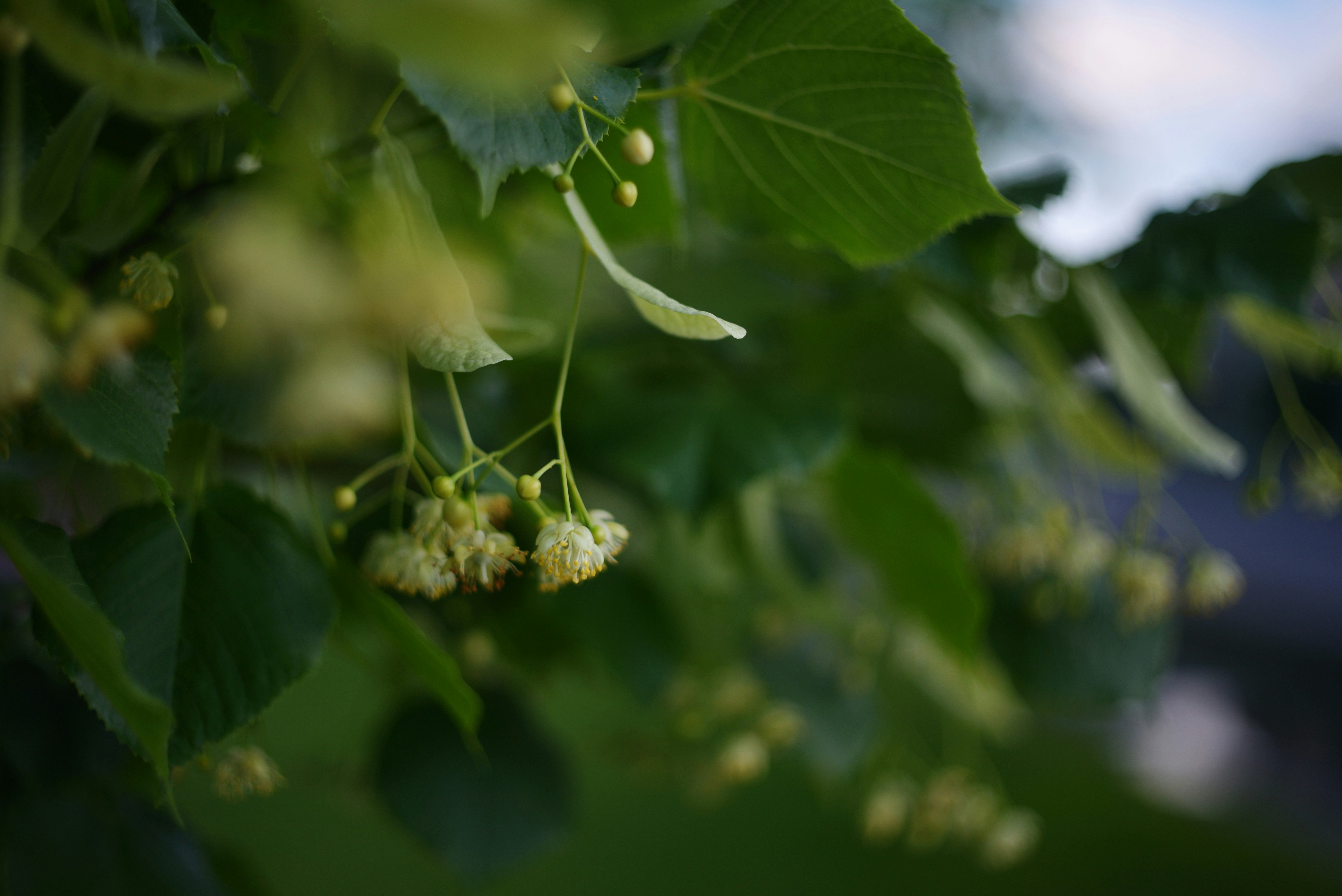 Delicate blossom cluster emerging from green canopy