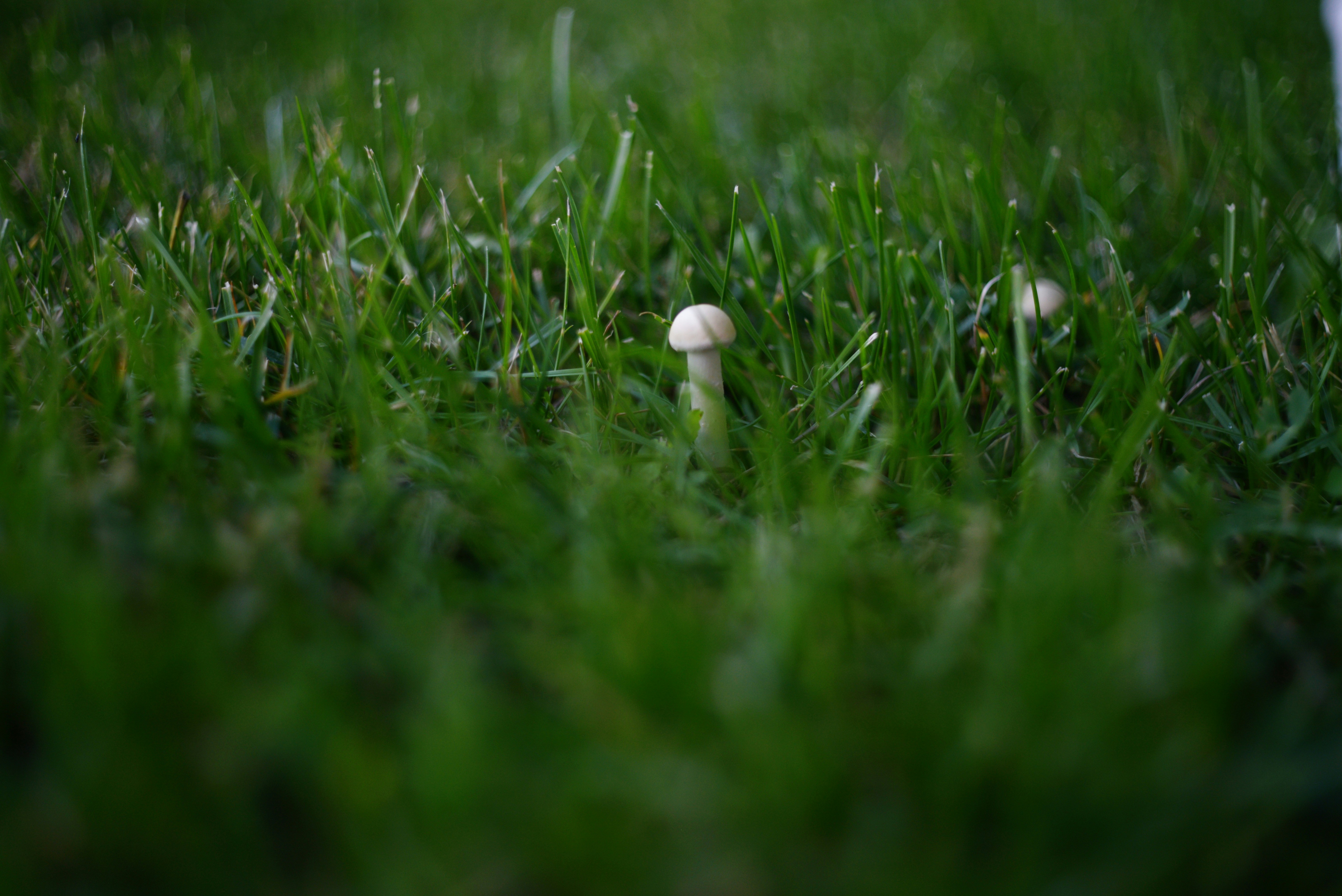 Single Mushroom Amid Grass — Quiet Center of a Dim Meadow
