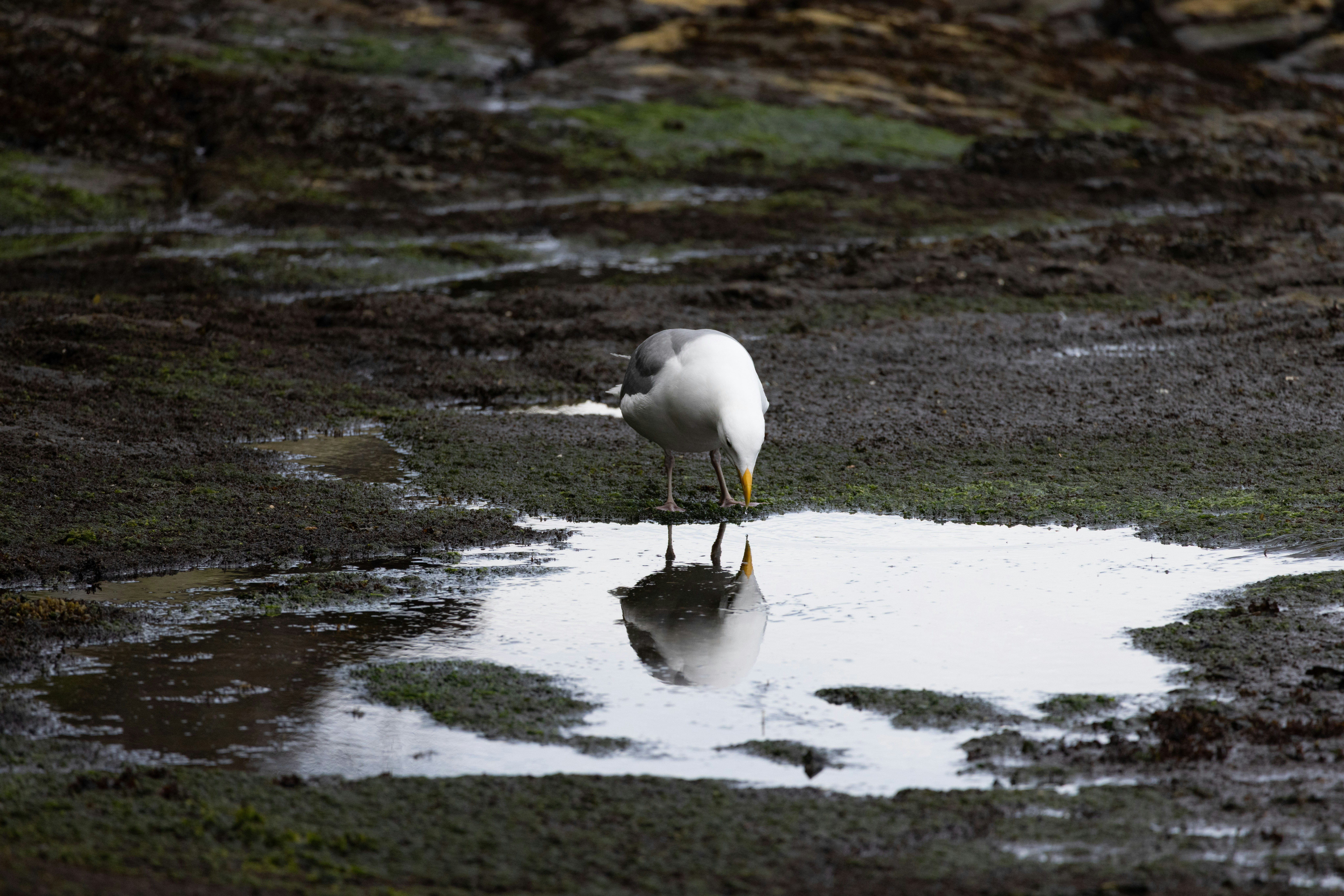 Solitary Egret in Reflection at the Edge of the Pool