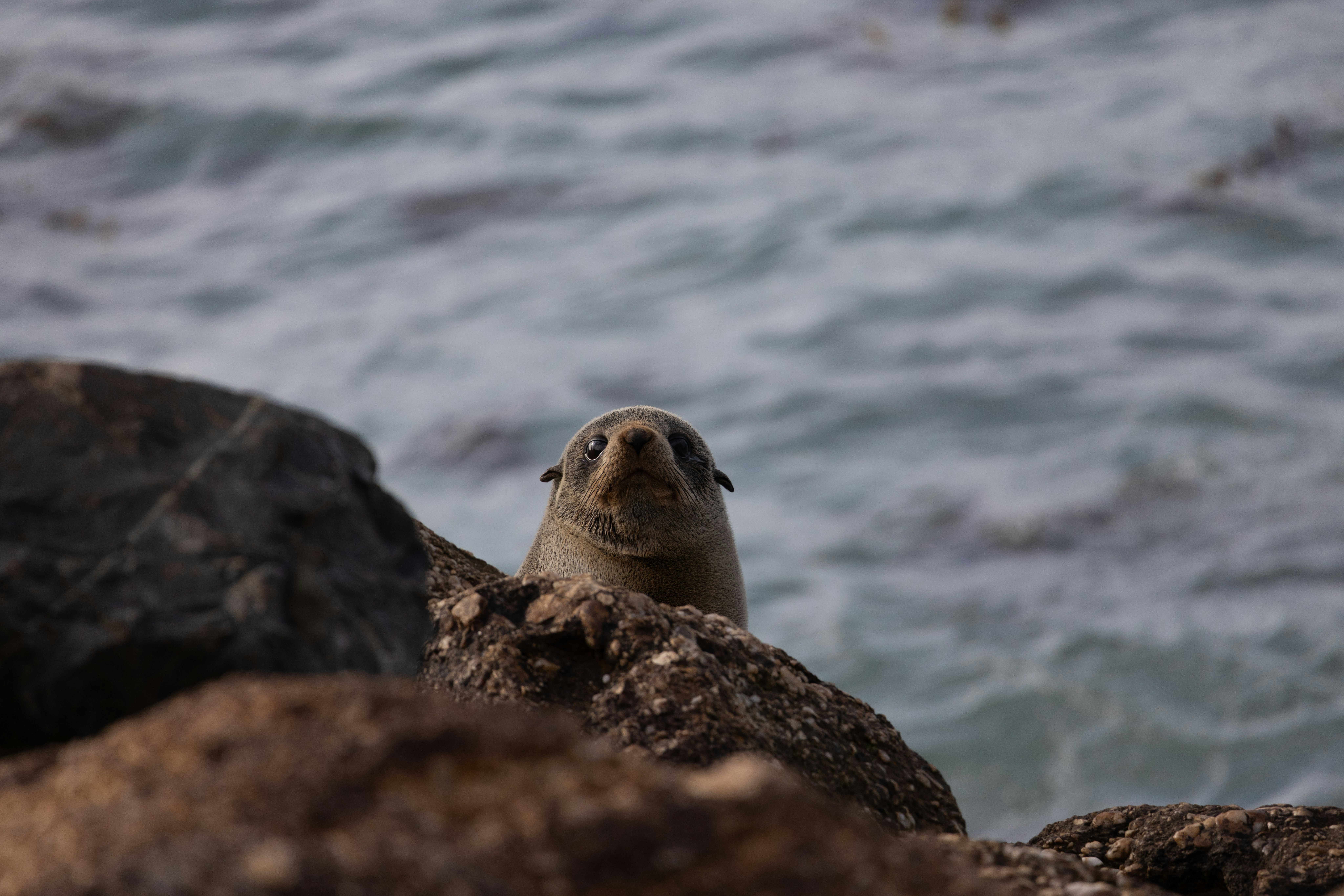 Peek of the Sea-Explorer: Otter Emerges from the Rocks
