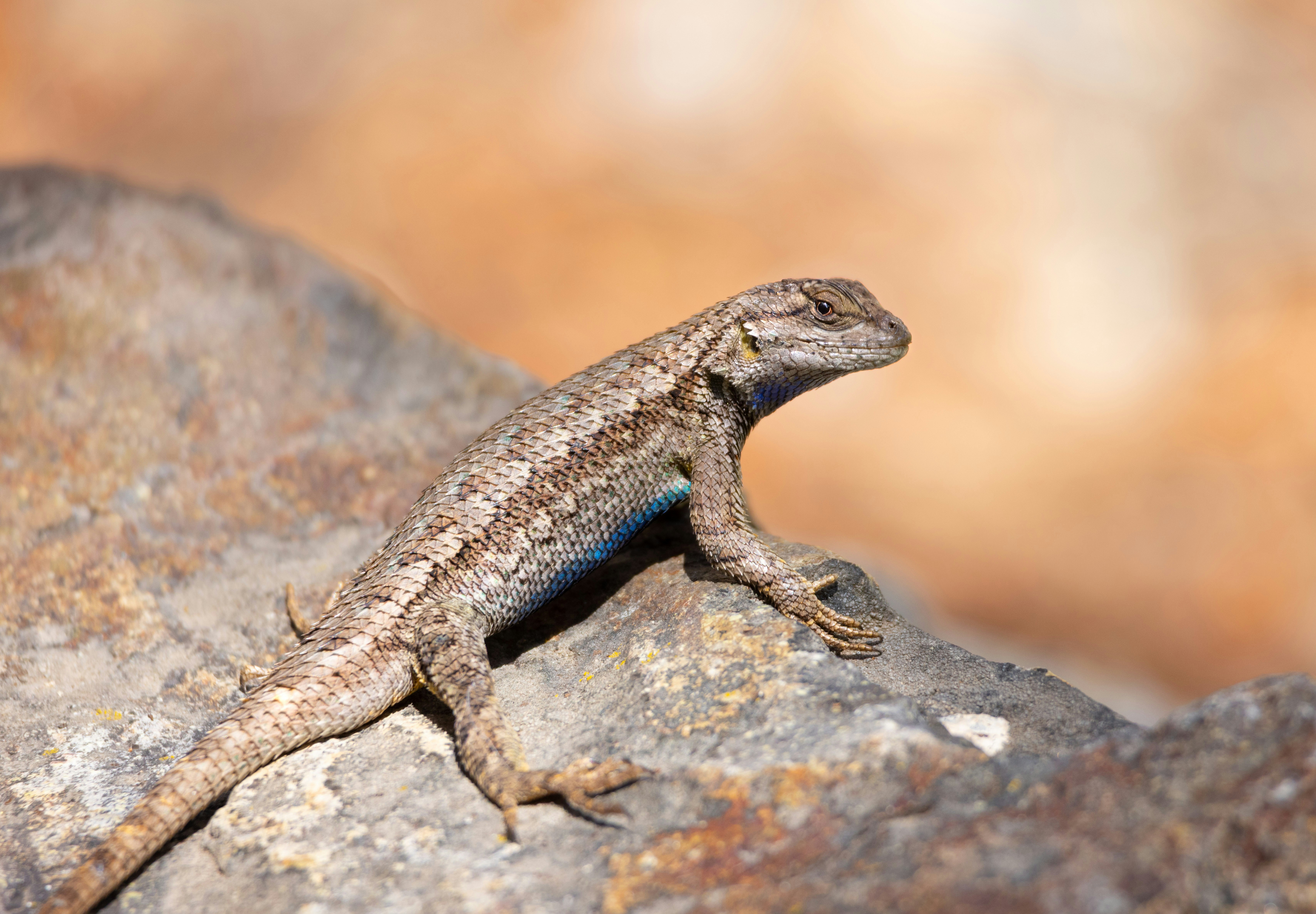 Desert Lizard on Weathered Rock Under Warm Light