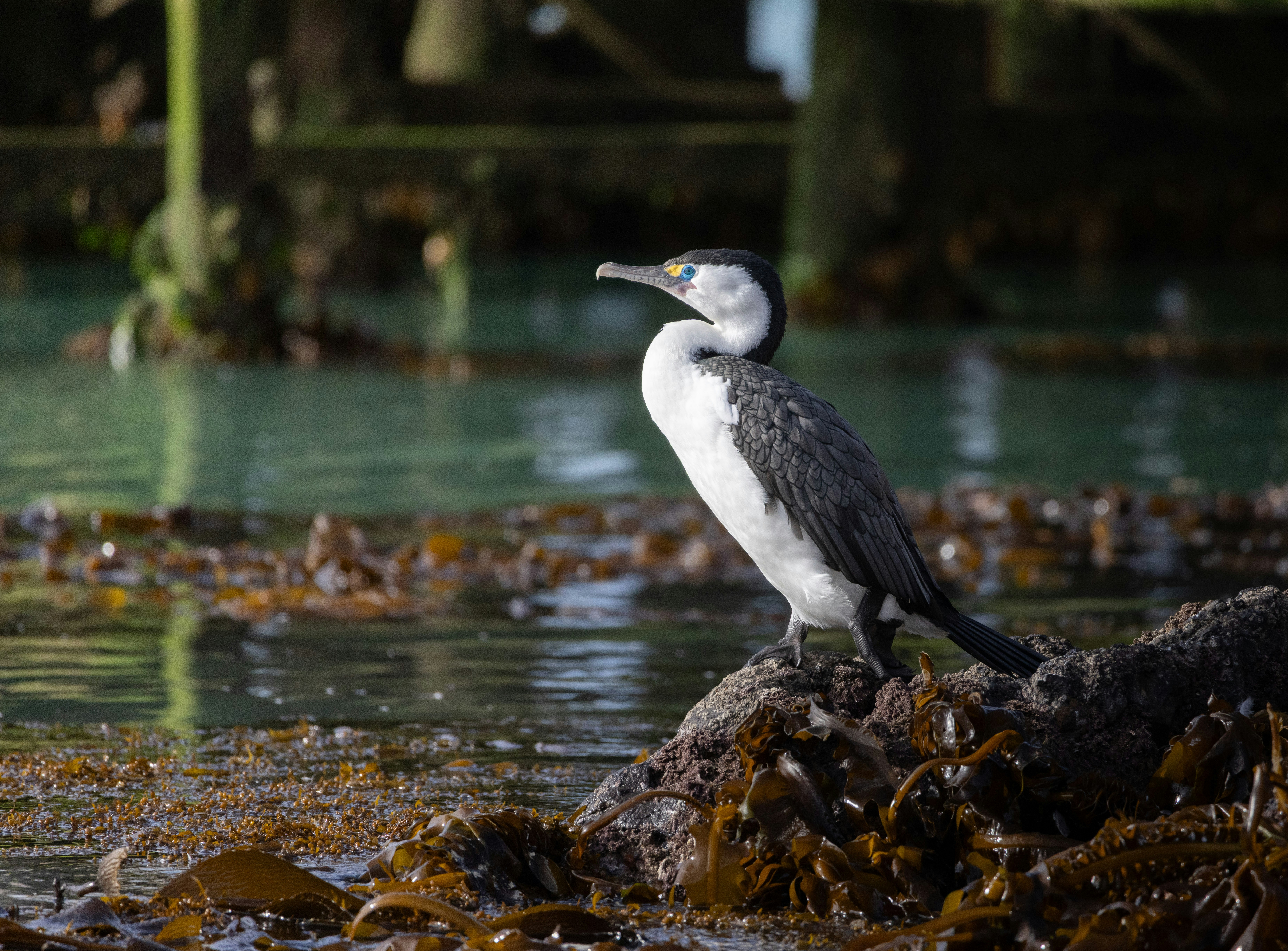 White-bellied Shag on a Seaweed-Rimmed Rock