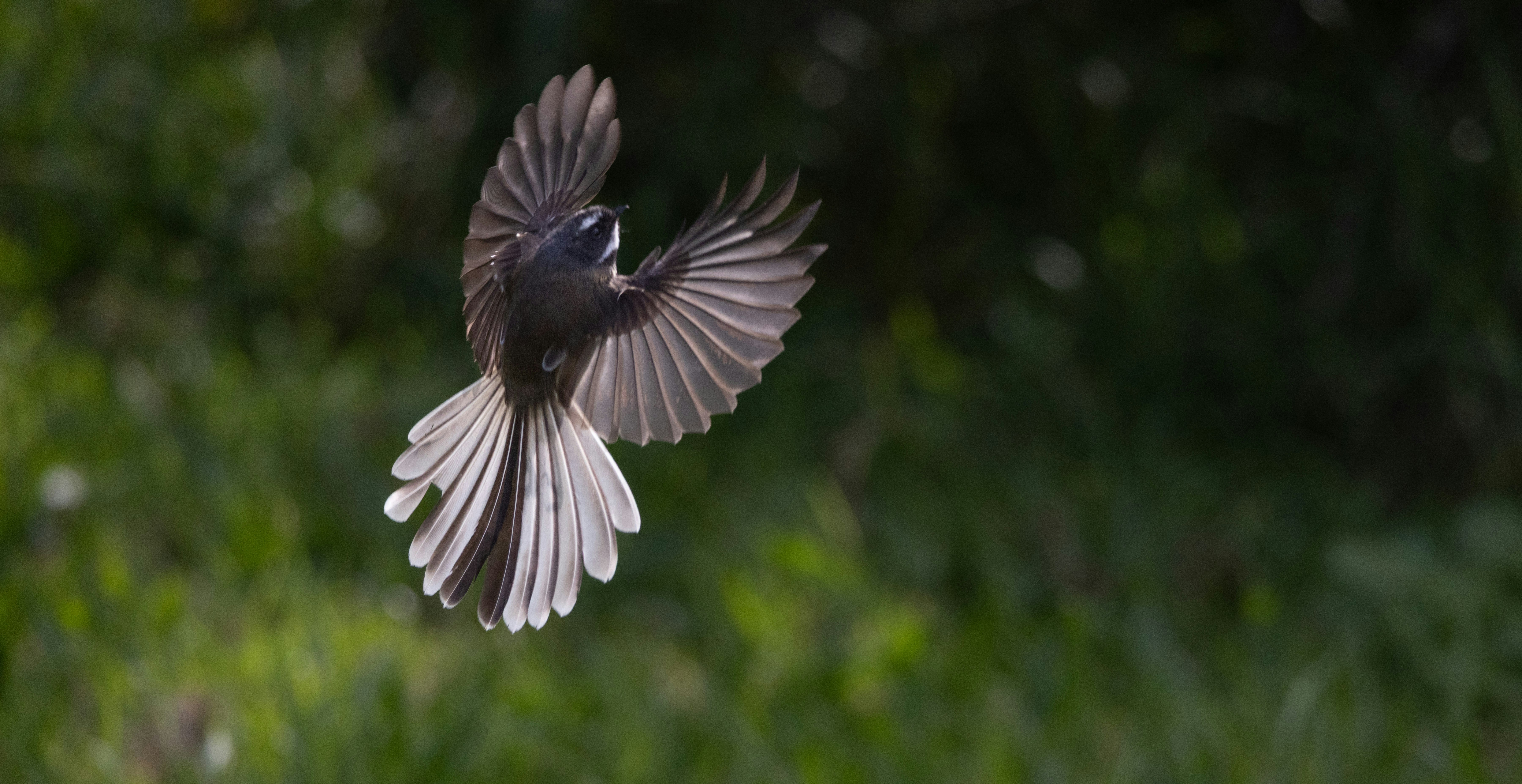Midair Pause: A Dark-backed Bird Halts in a Sunlit Clearing