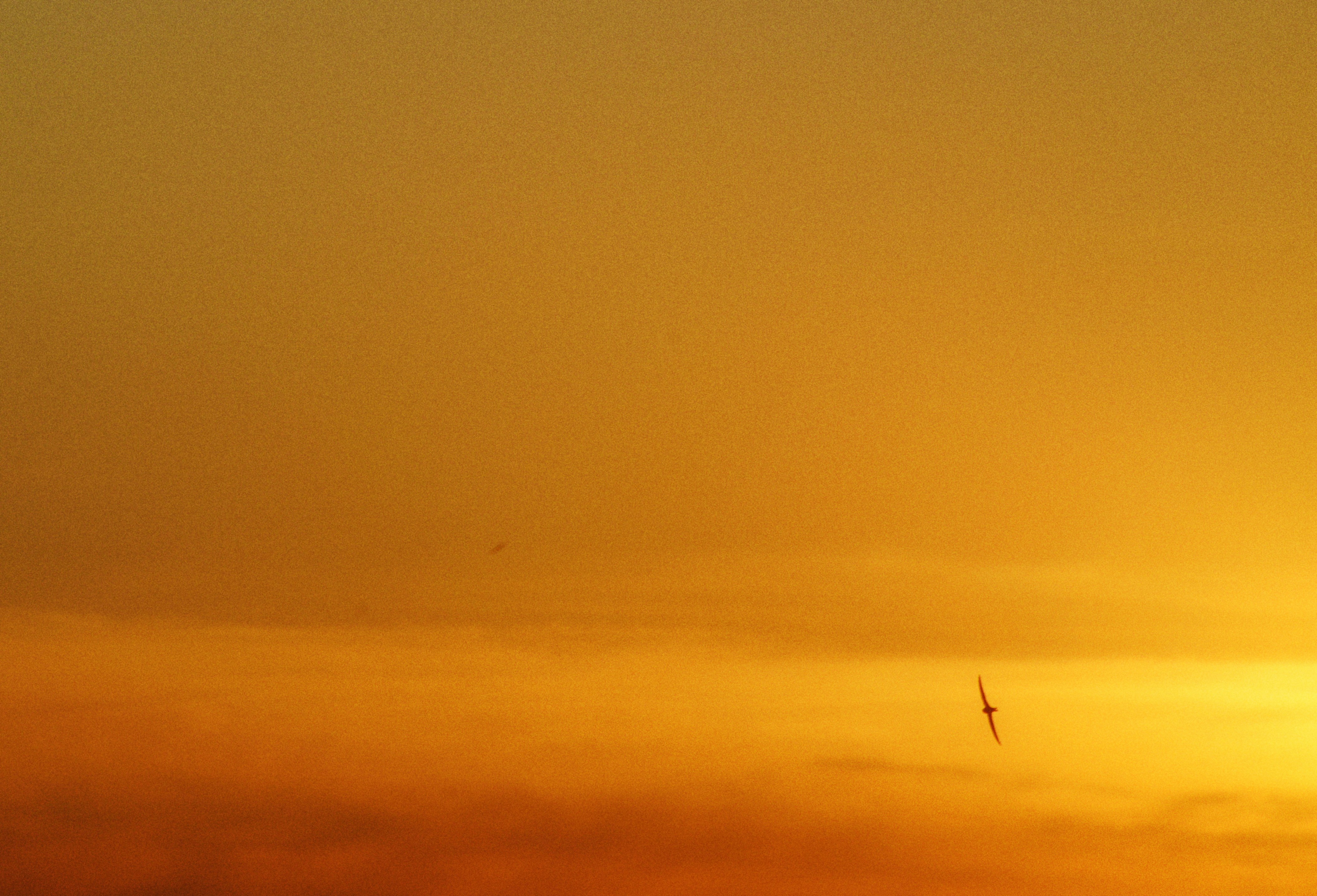 Alone Above the Ember Sky