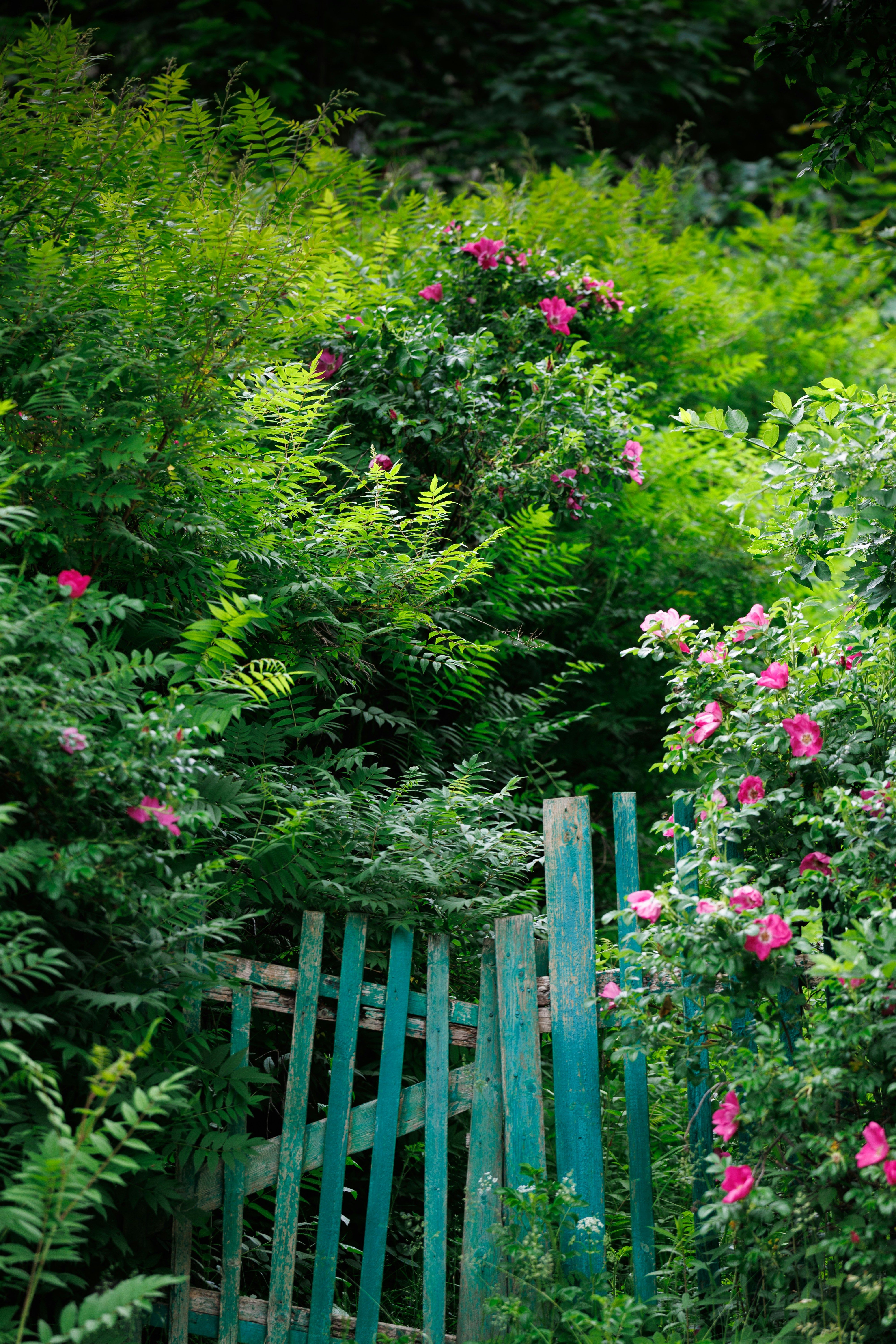 Emerald Gate: A Weathered Fence Framed by Ferns and Pink Roses