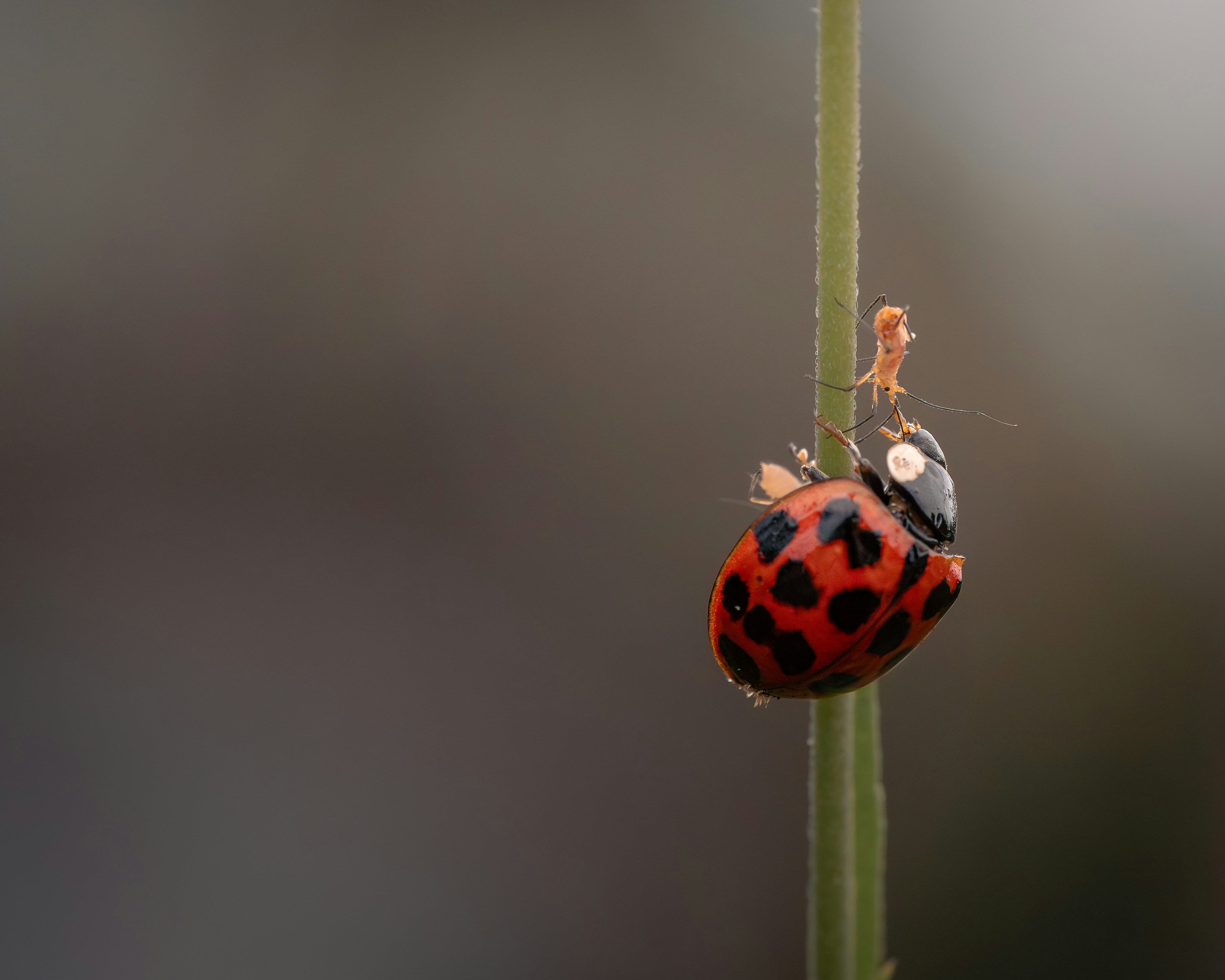 Red Dotted Traveler: A Ladybug Clinging to a Slender Stem