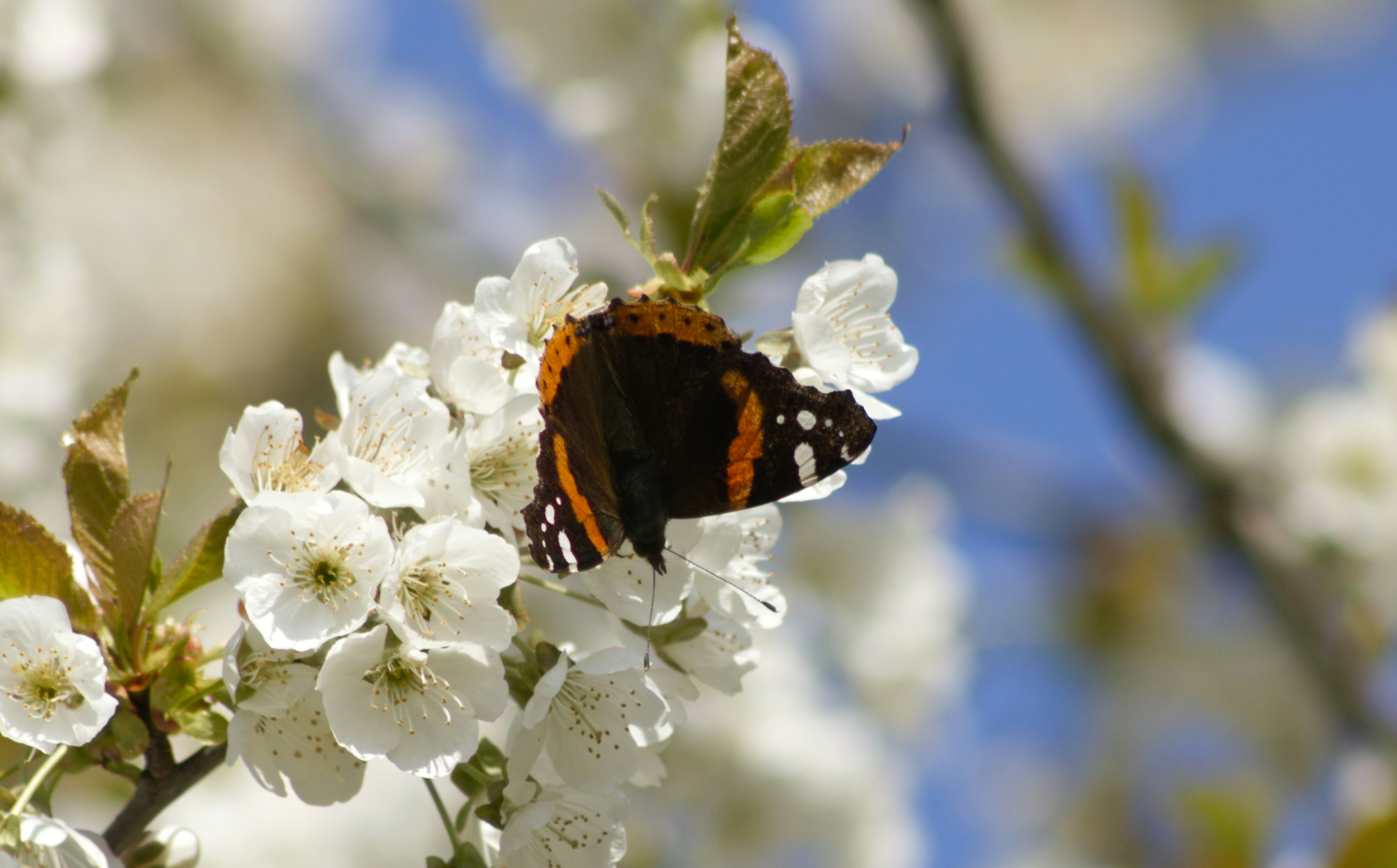 Butterfly on Snowflower: A Moment of Color Amid White Blossoms
