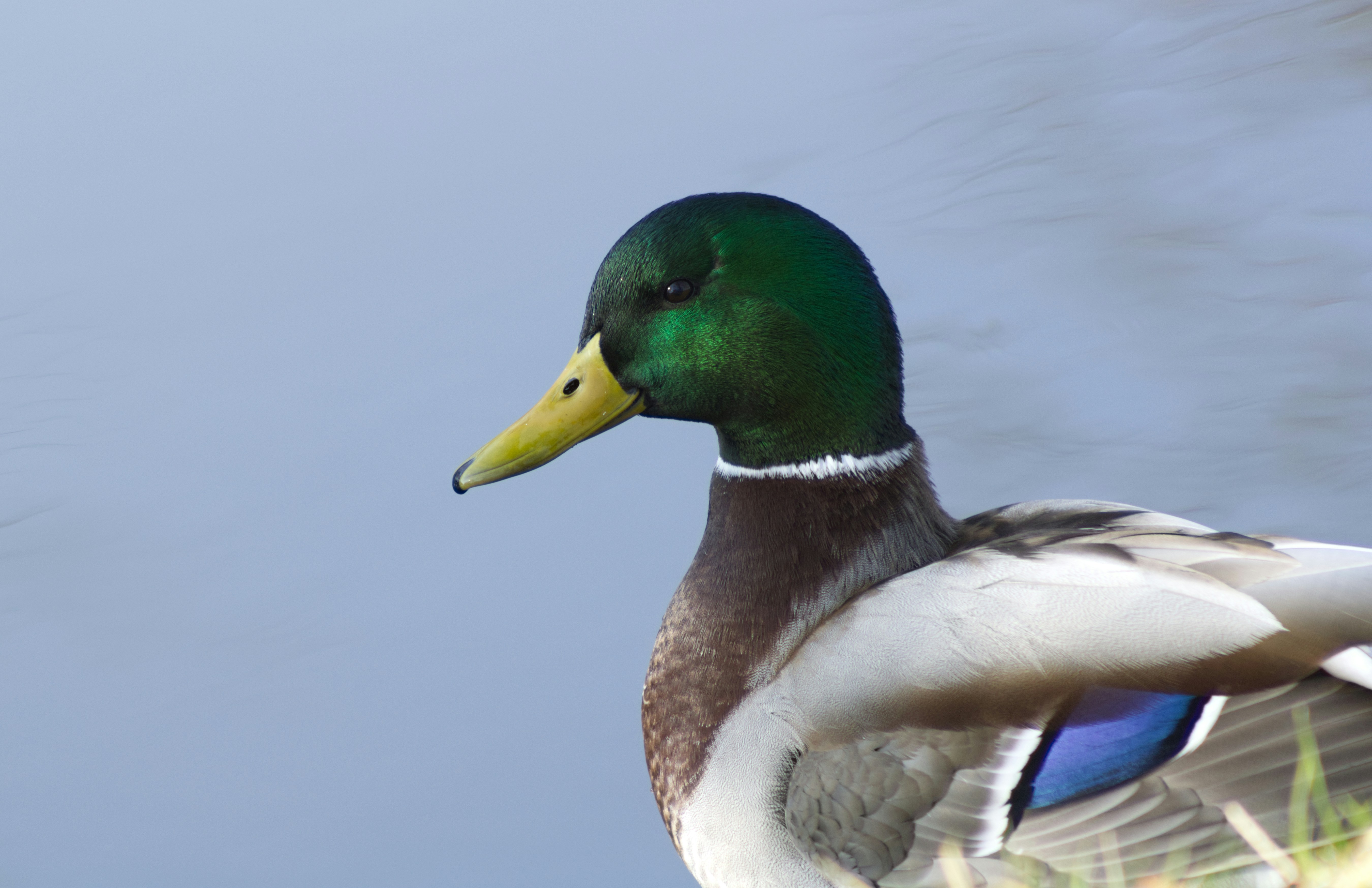 Emerald Crown in Profile: A Mallard at Dusk-Tinted Pond