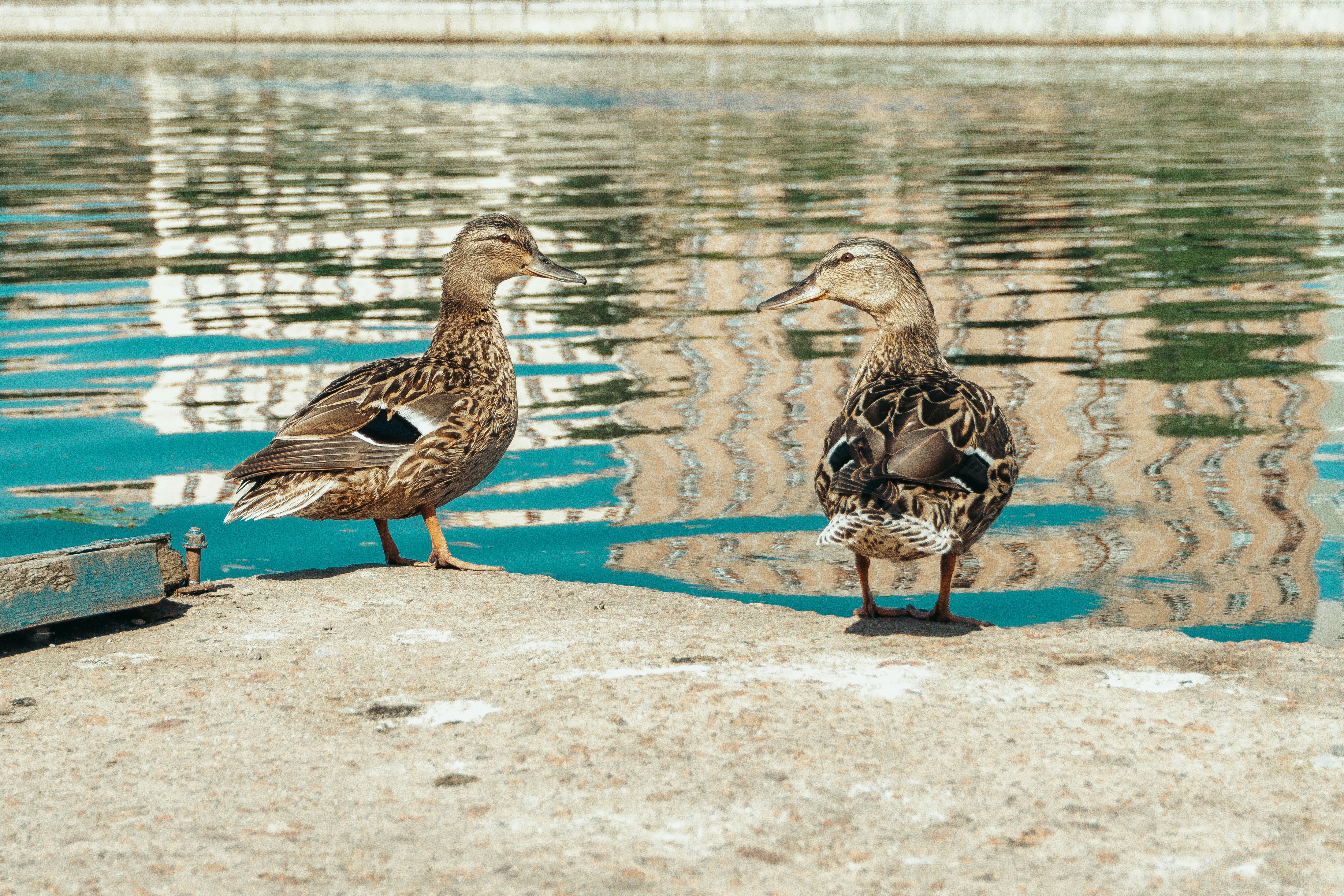 Conversations by the Docks: Paired Ducks at the Waterline