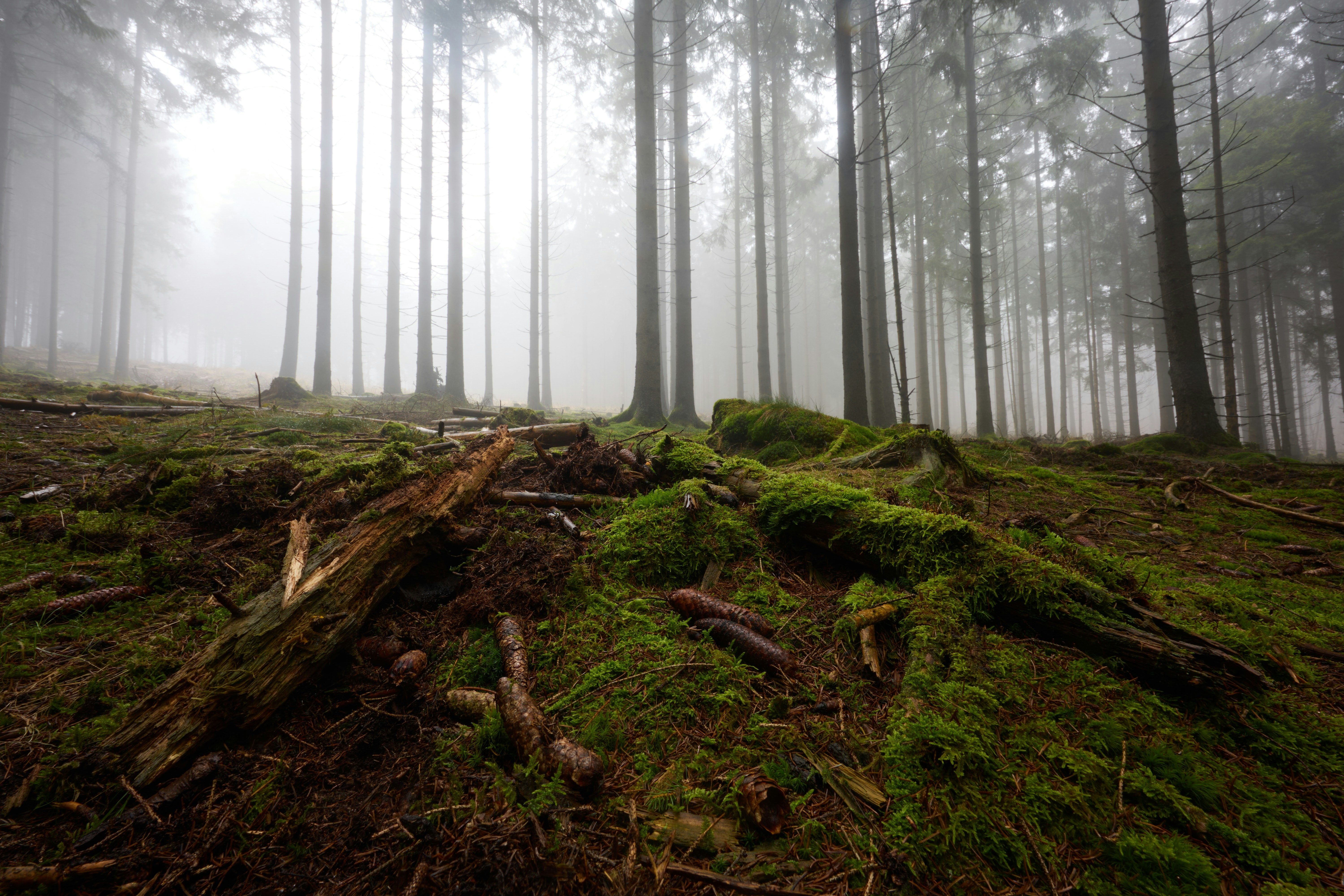 Mist-Wrapped Pines Over Mossy Footpath