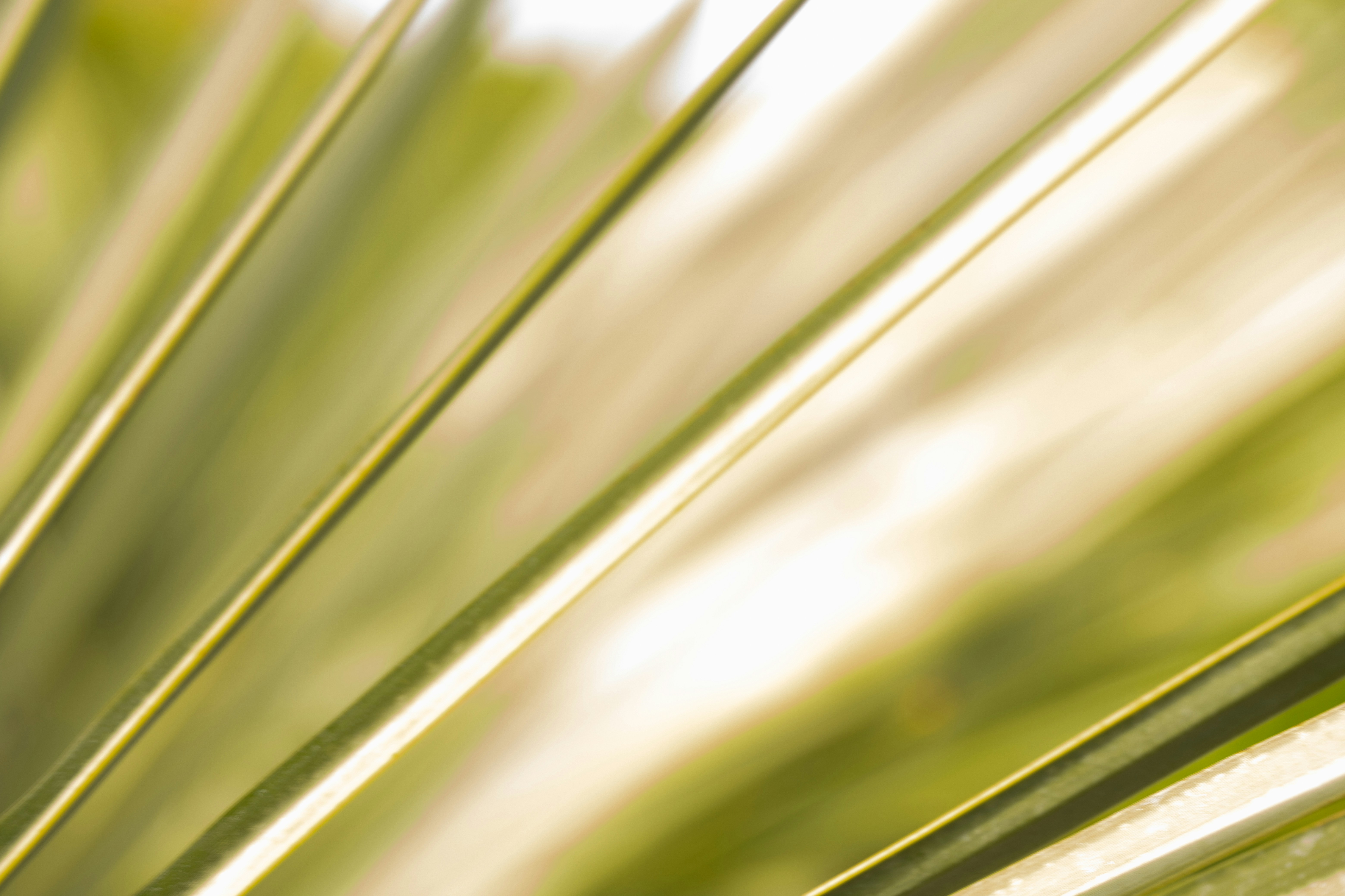 Soft Morning Strands of Green: Abstract Leaf Whisper