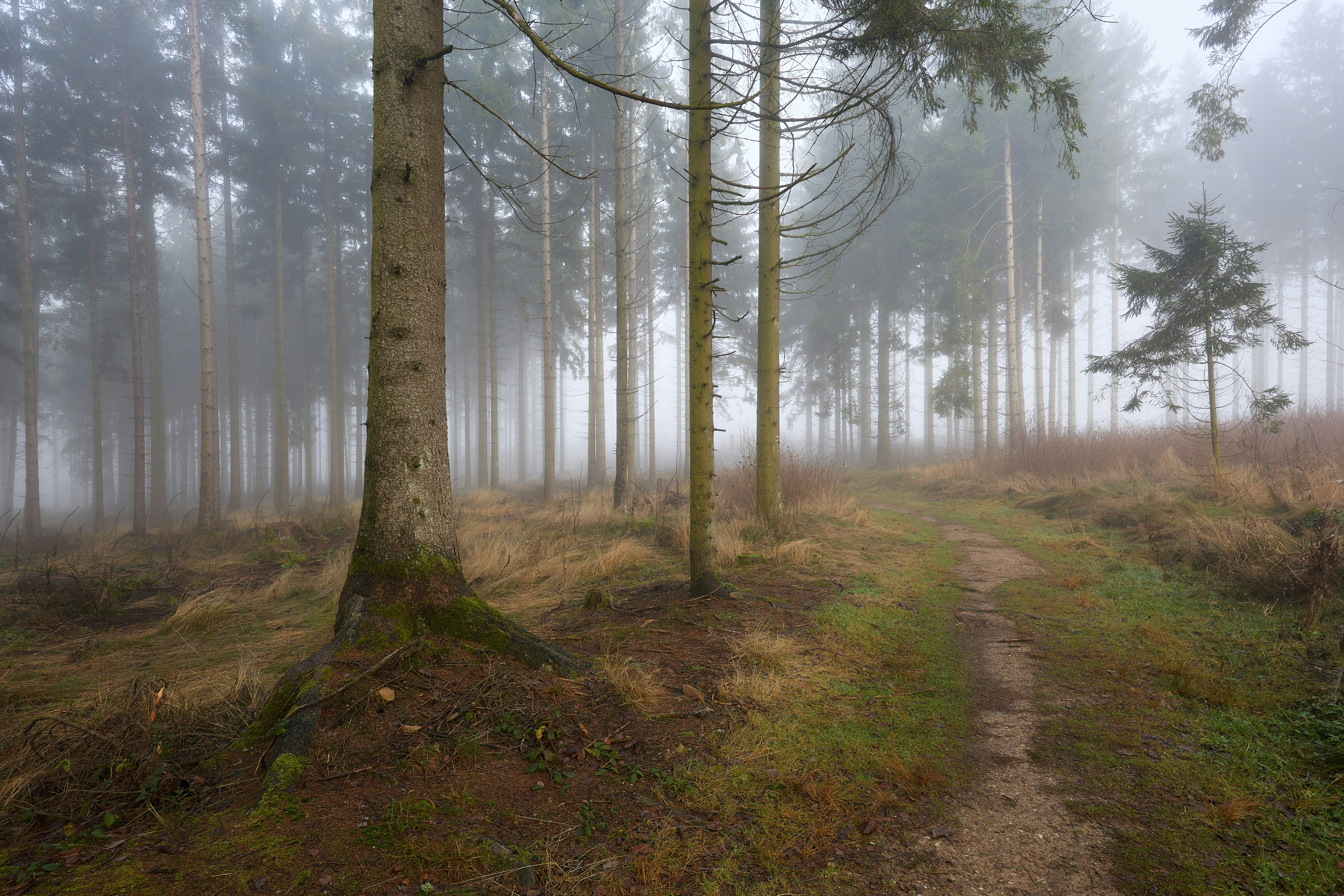 Mist-Adorned Forest Path: A Quiet Morning Stroll Through Fog