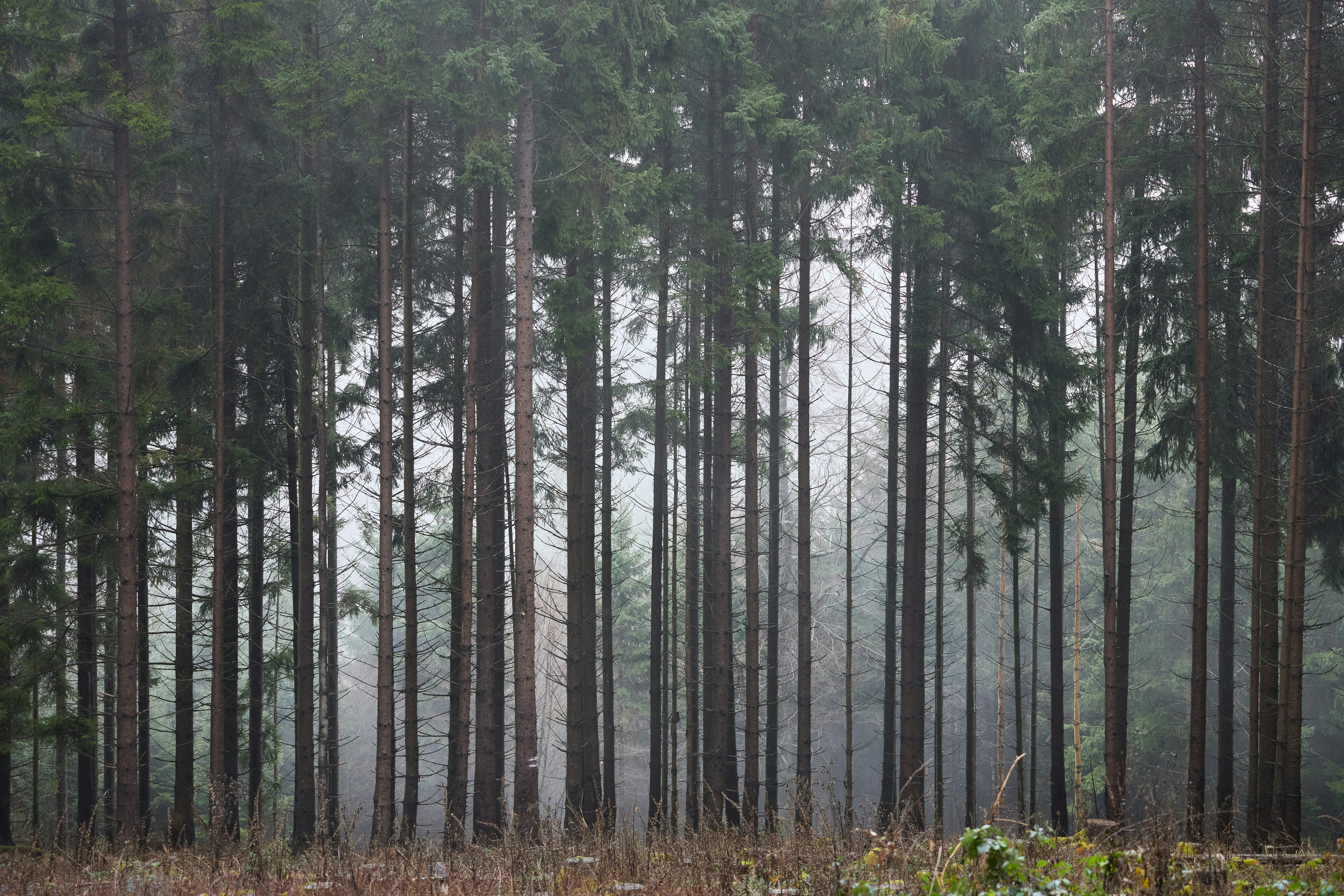 Mist Among Pines: A Quiet Forest Corridor