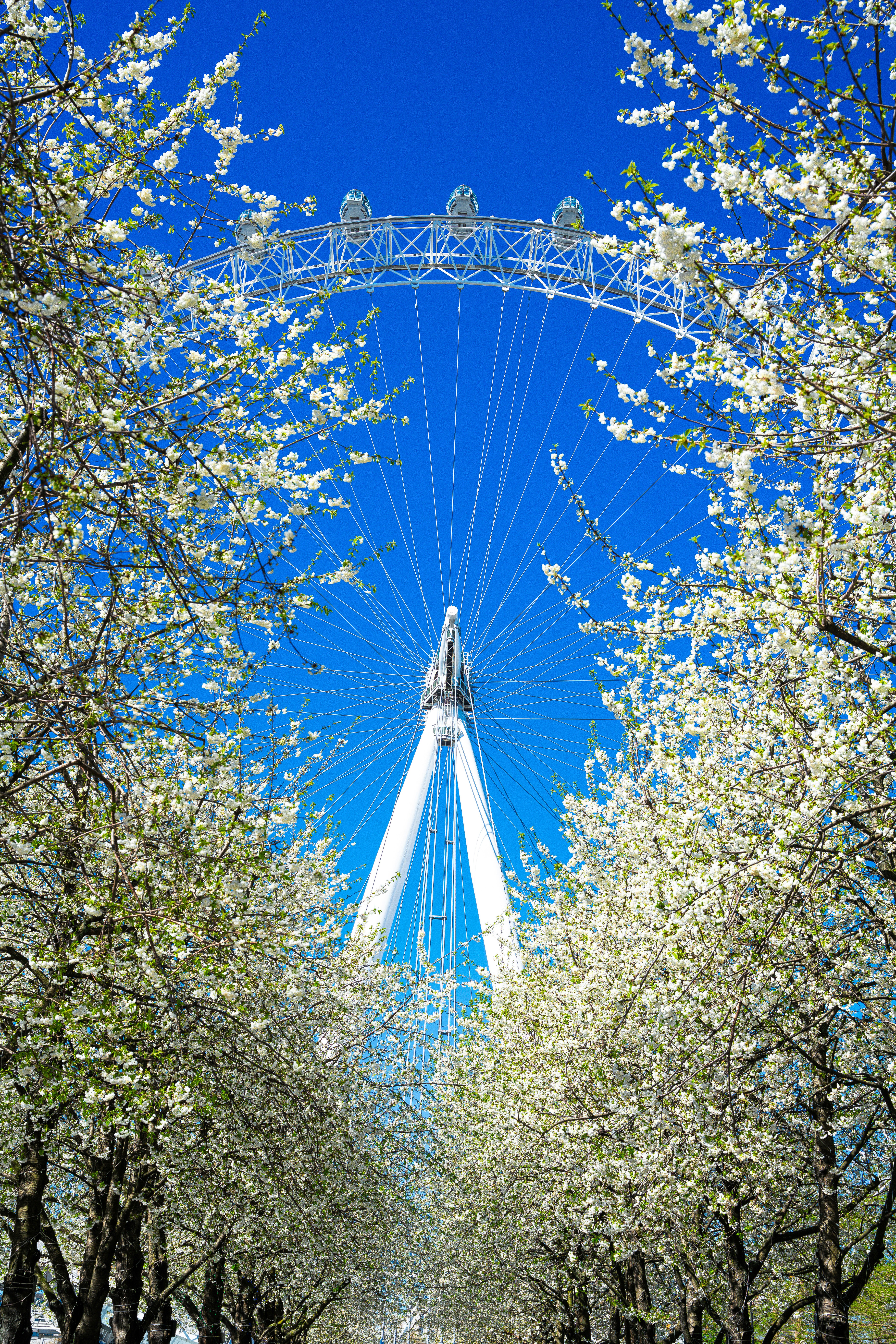 Crystalline Sky Above the Halo: A Festival of Blossoms Framing the London Eye