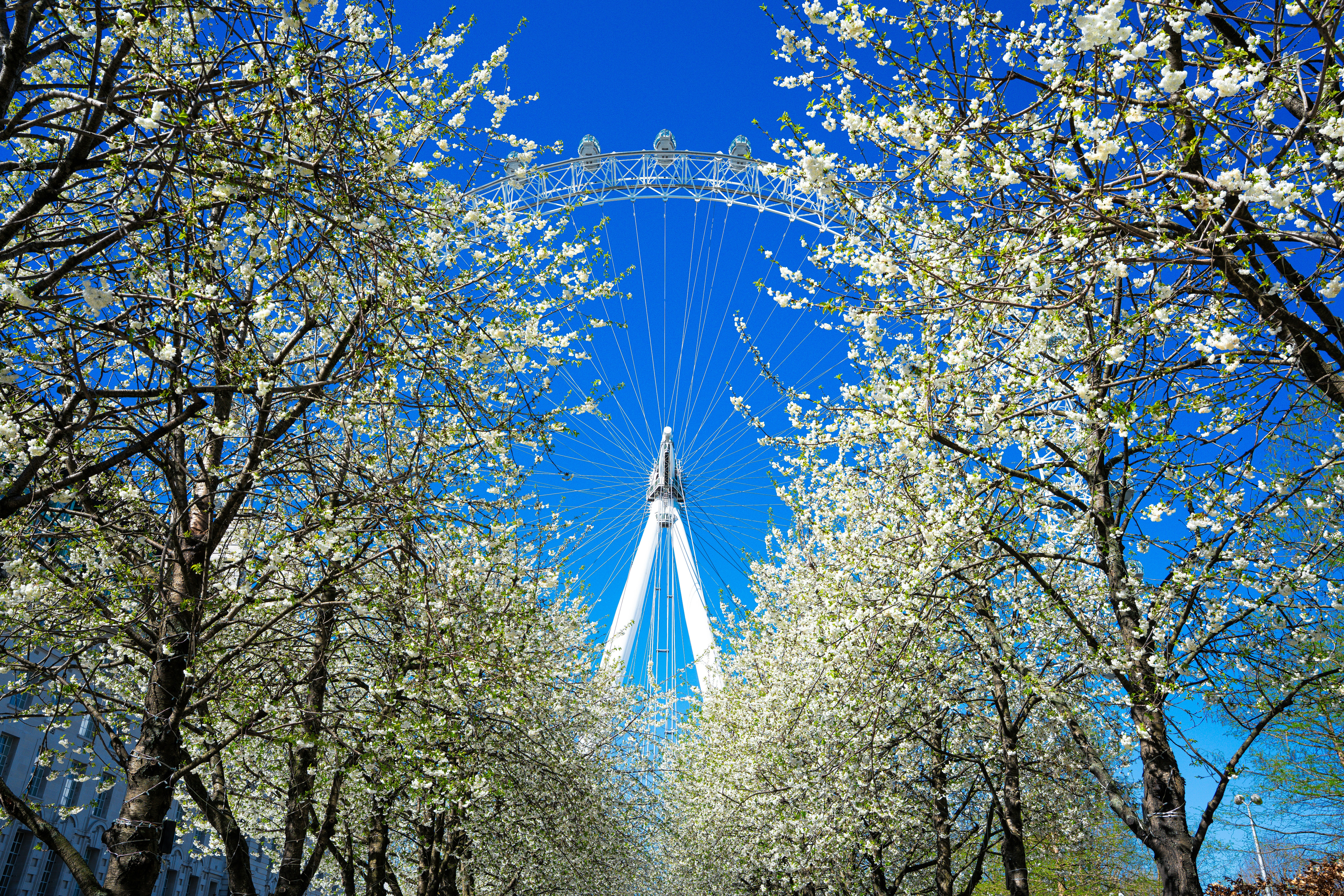 Cherry blossom at London Eye
