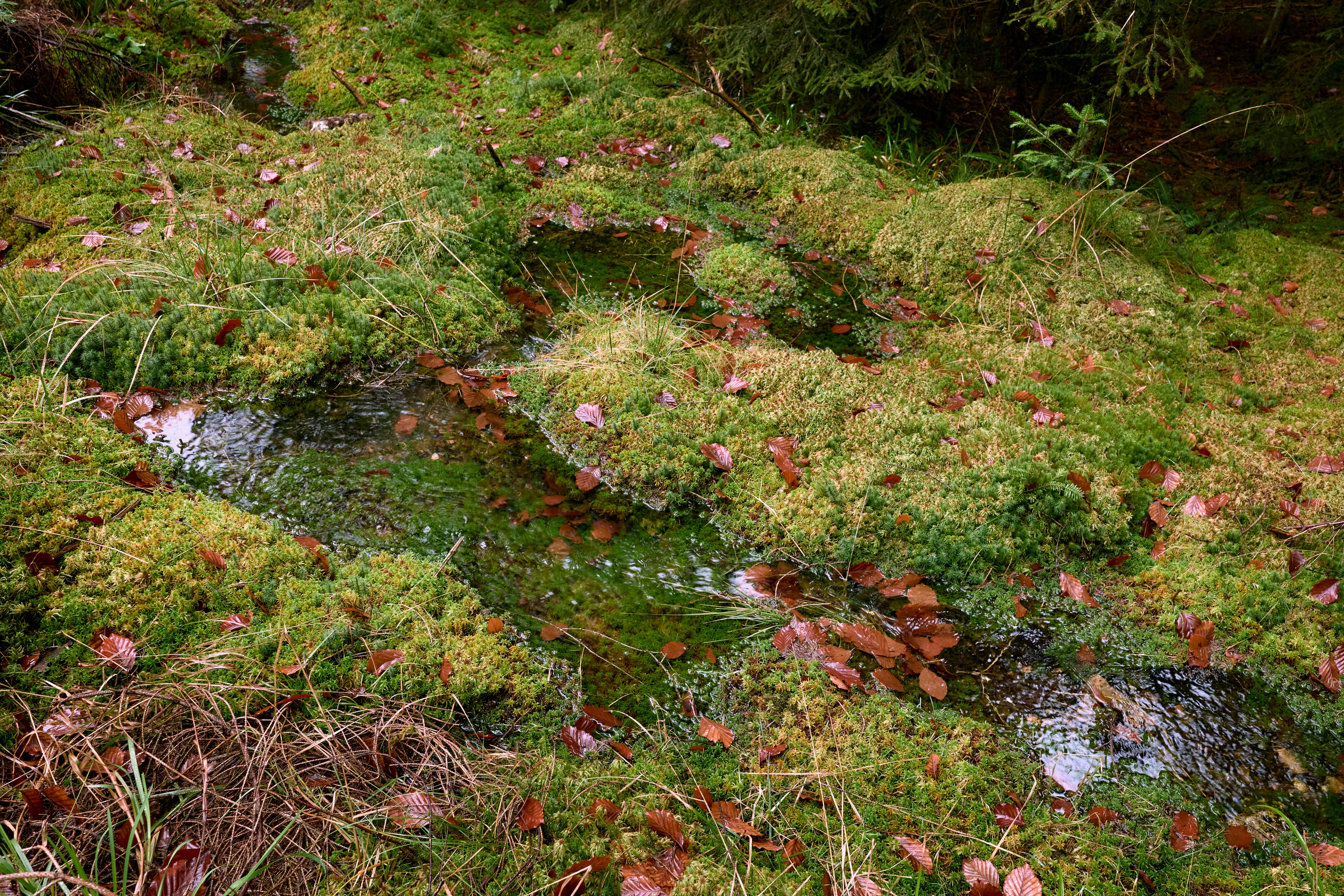 Emerald Stream of Moss and Leaves