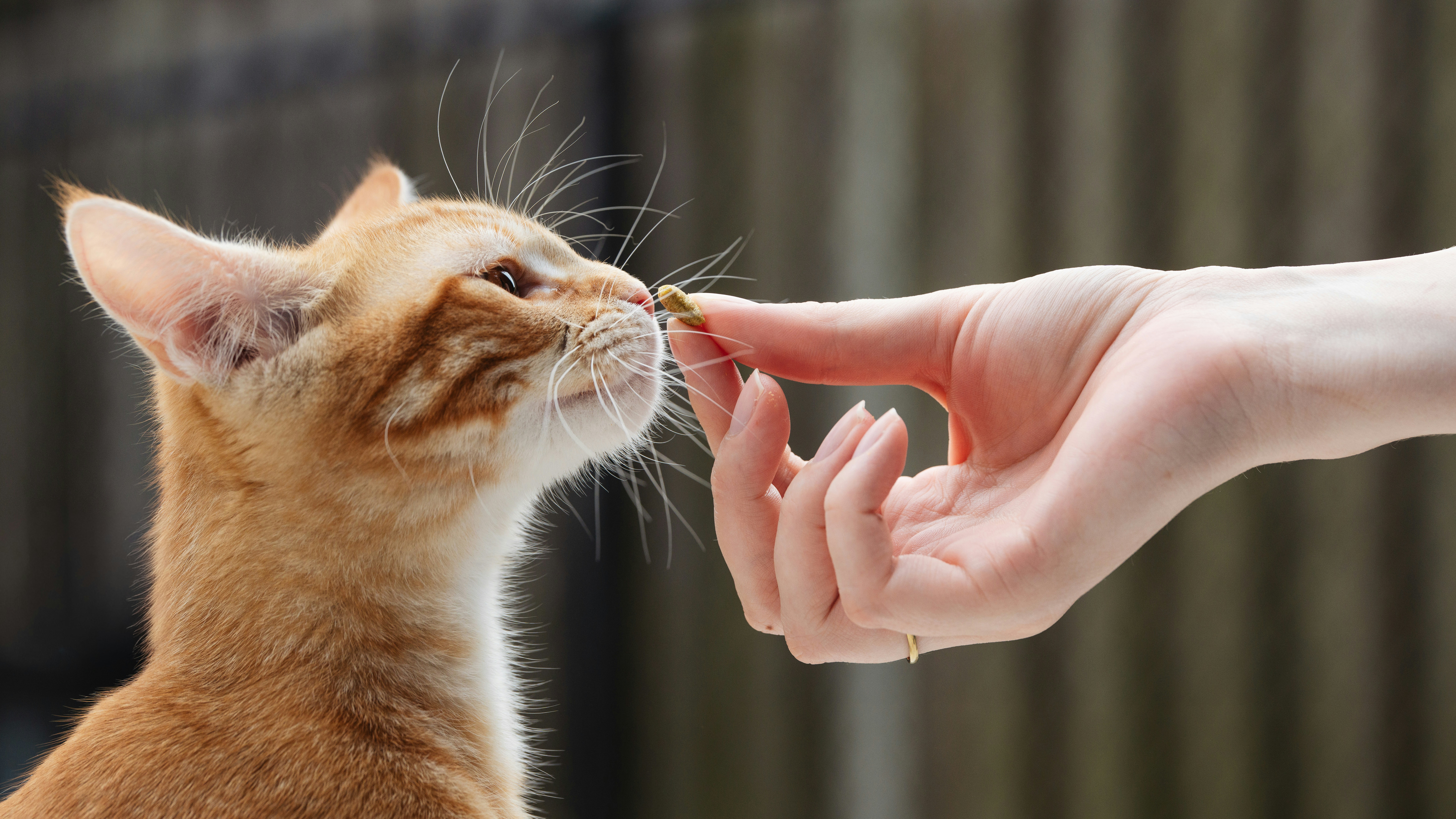 A Quiet Moment: Cat and Gentle Finger Offer