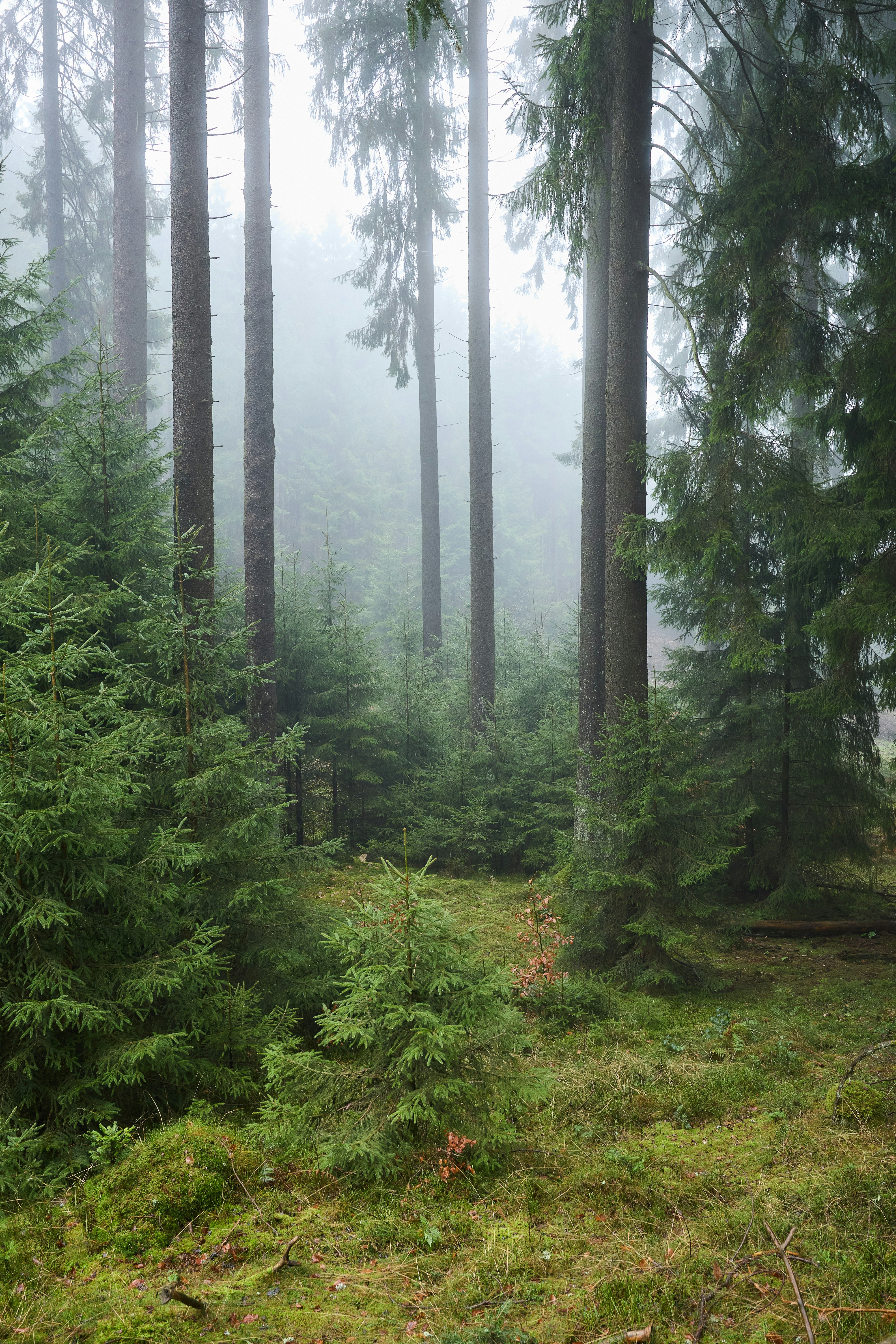 Mist-Soft Spruce Corridor in a Quiet Forest Clearing