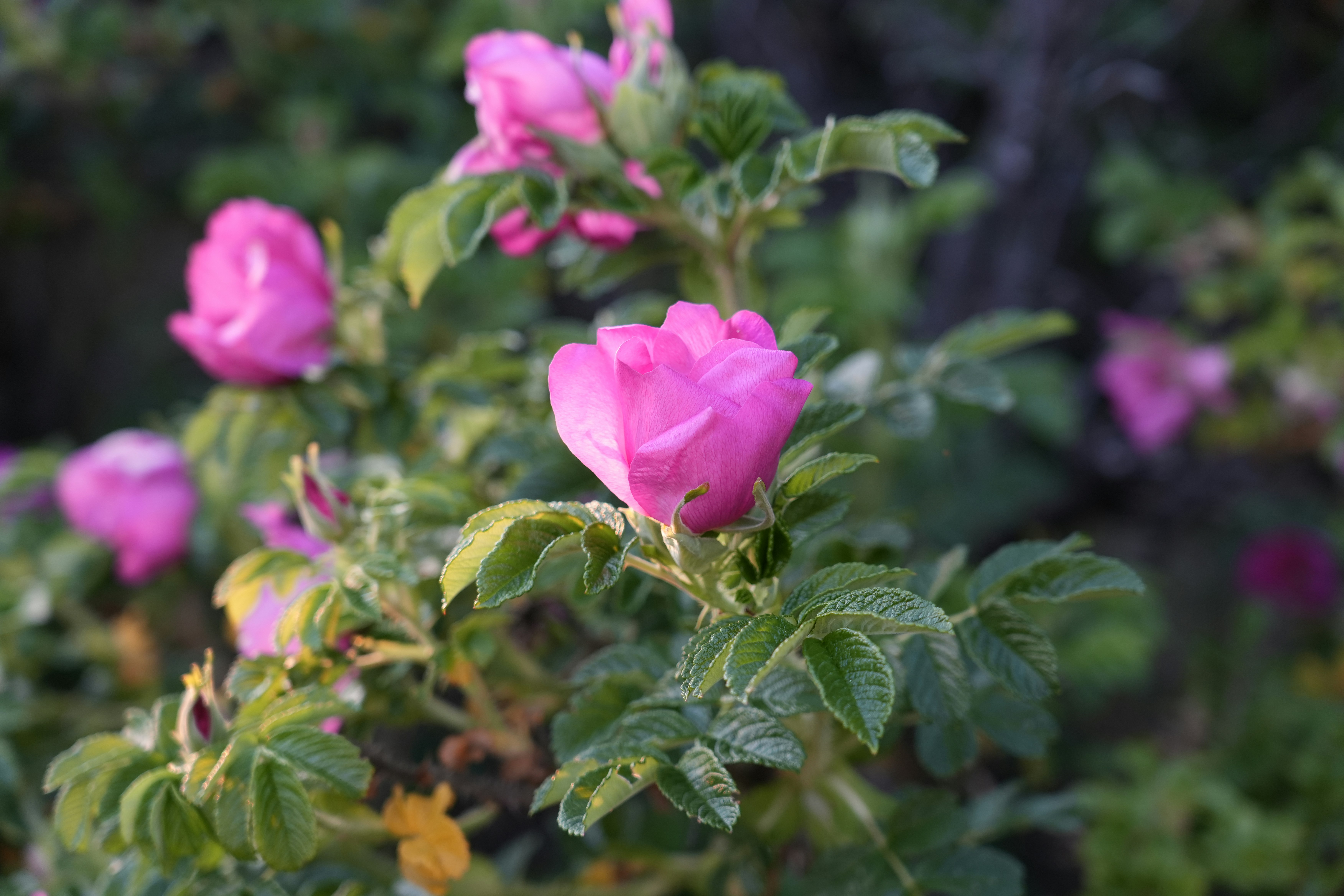 Pink Rosebud Amid Greenery: A Quiet Garden Moment