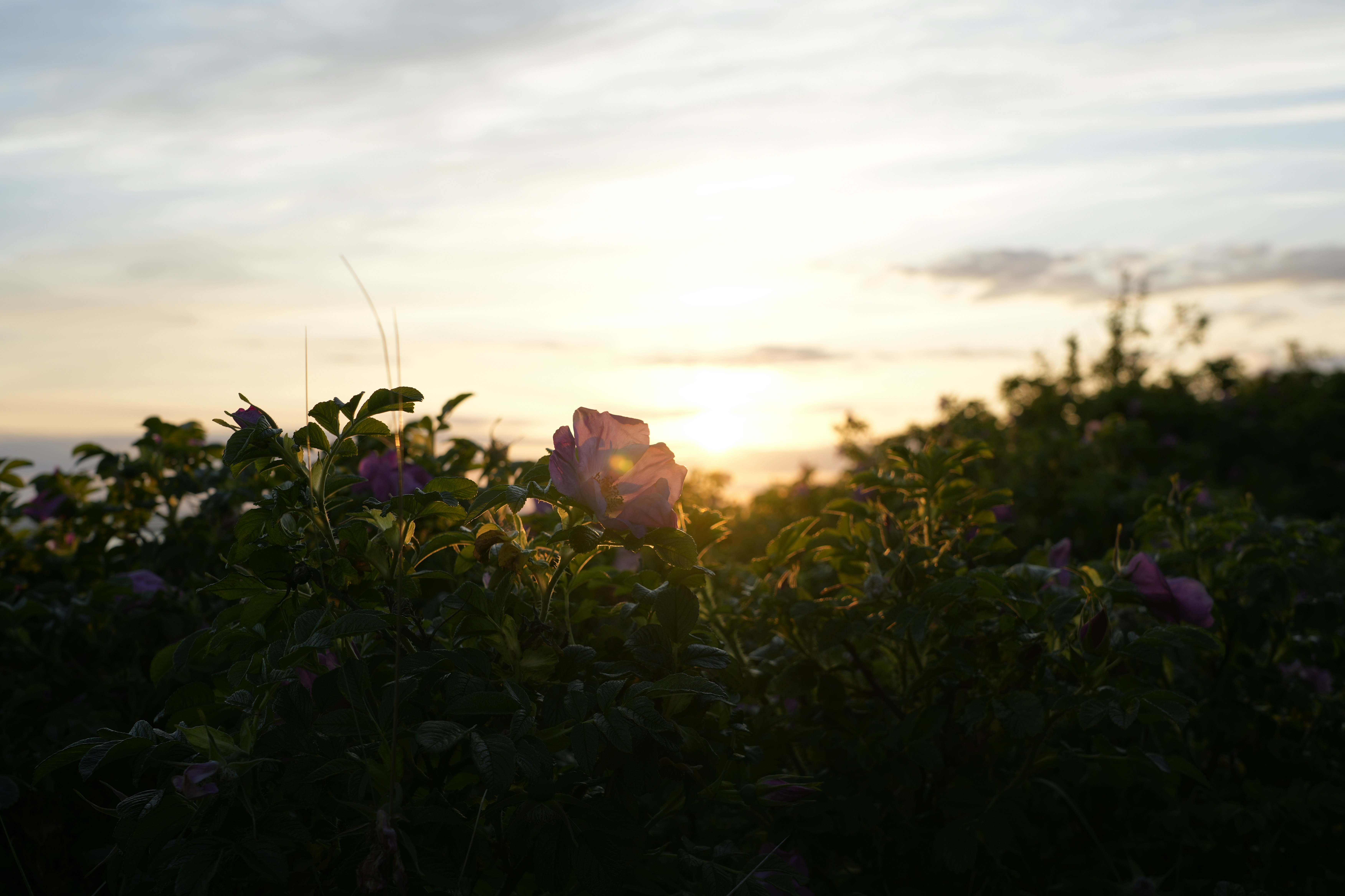 Twilight Bloom: Sunset Silhouettes Over Quiet Heath