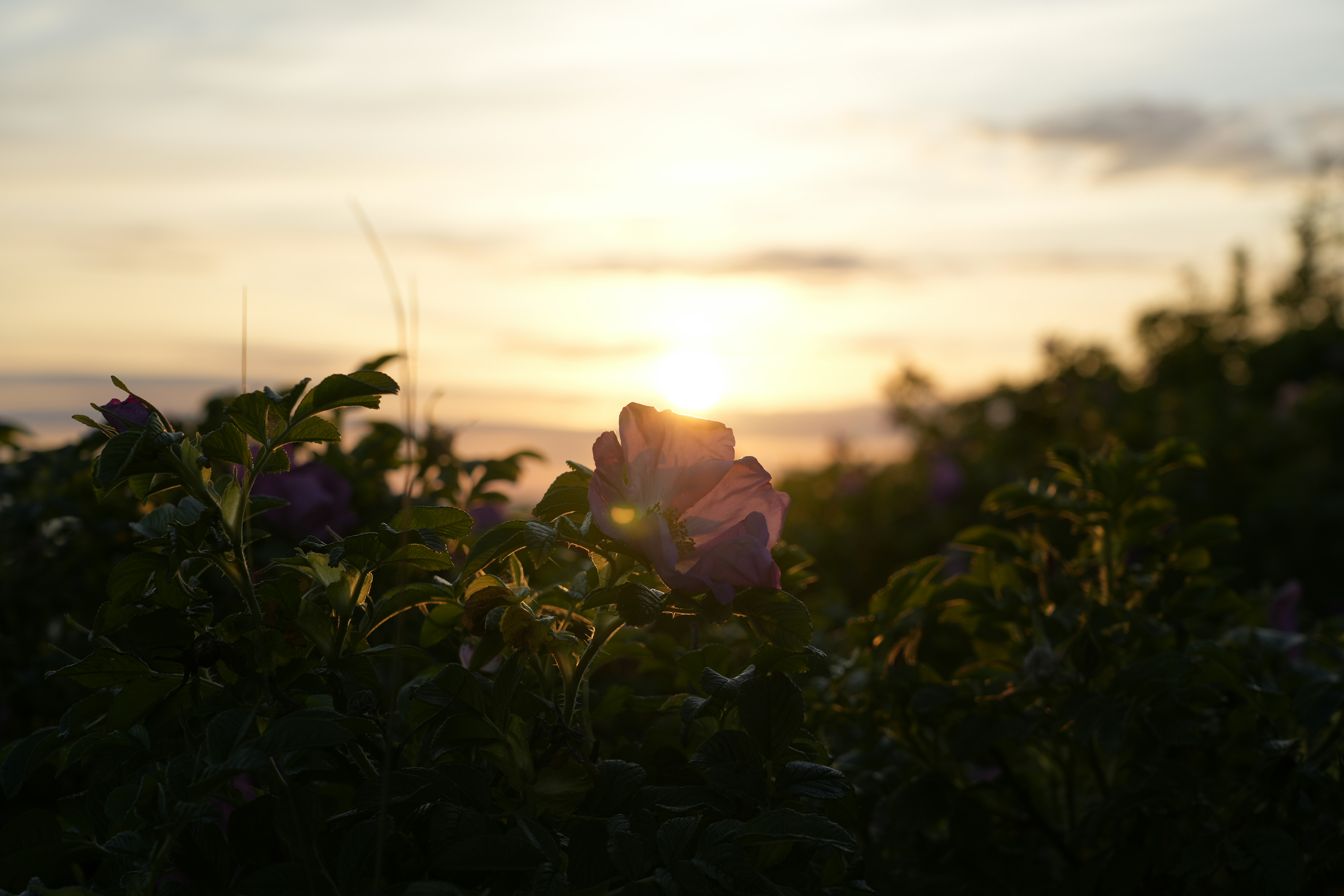 Sunset Bloom: A lone flower against the fading light