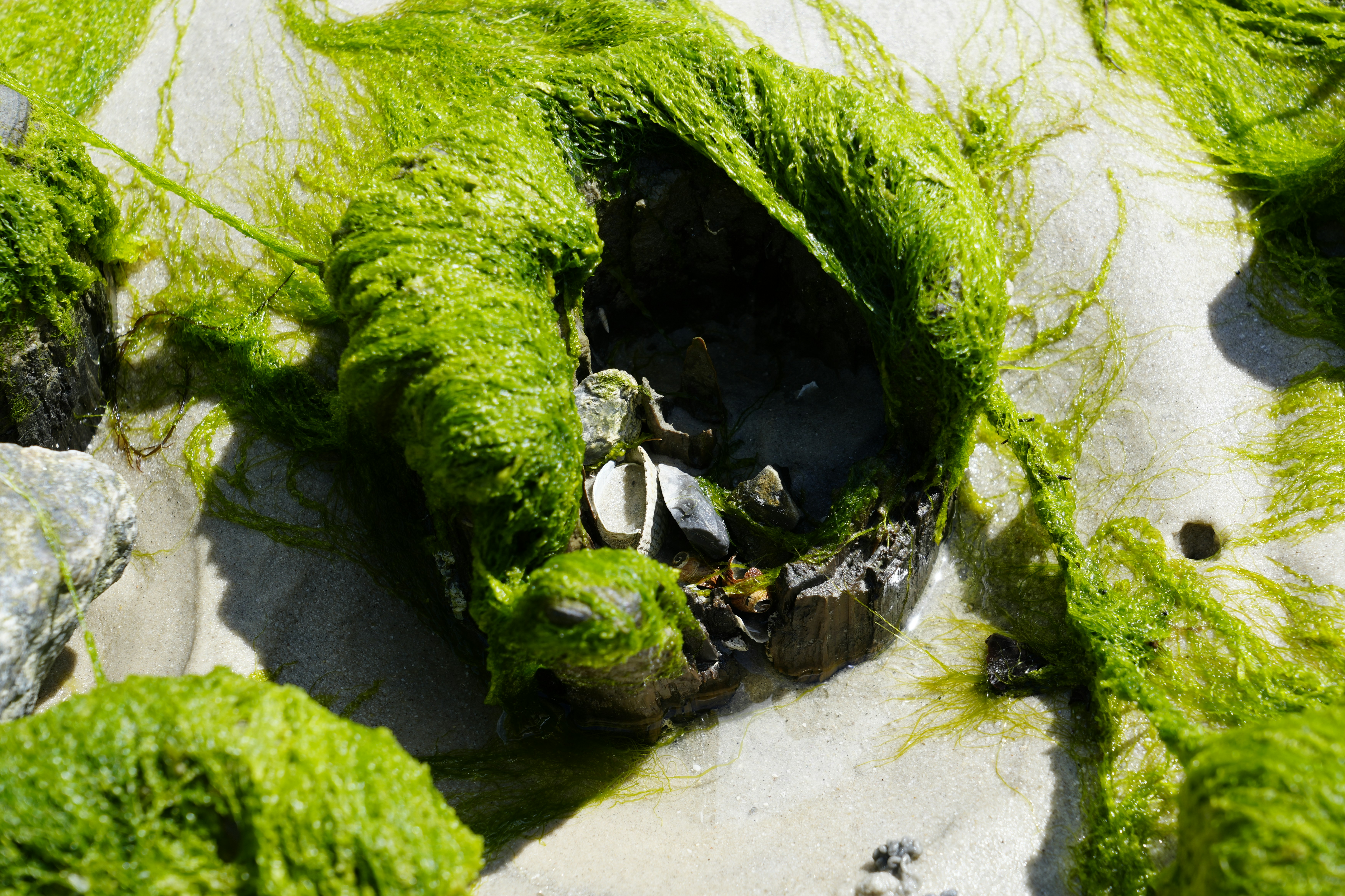 Green Tidal Creases: Seaweed Rings on a Sandy Shore