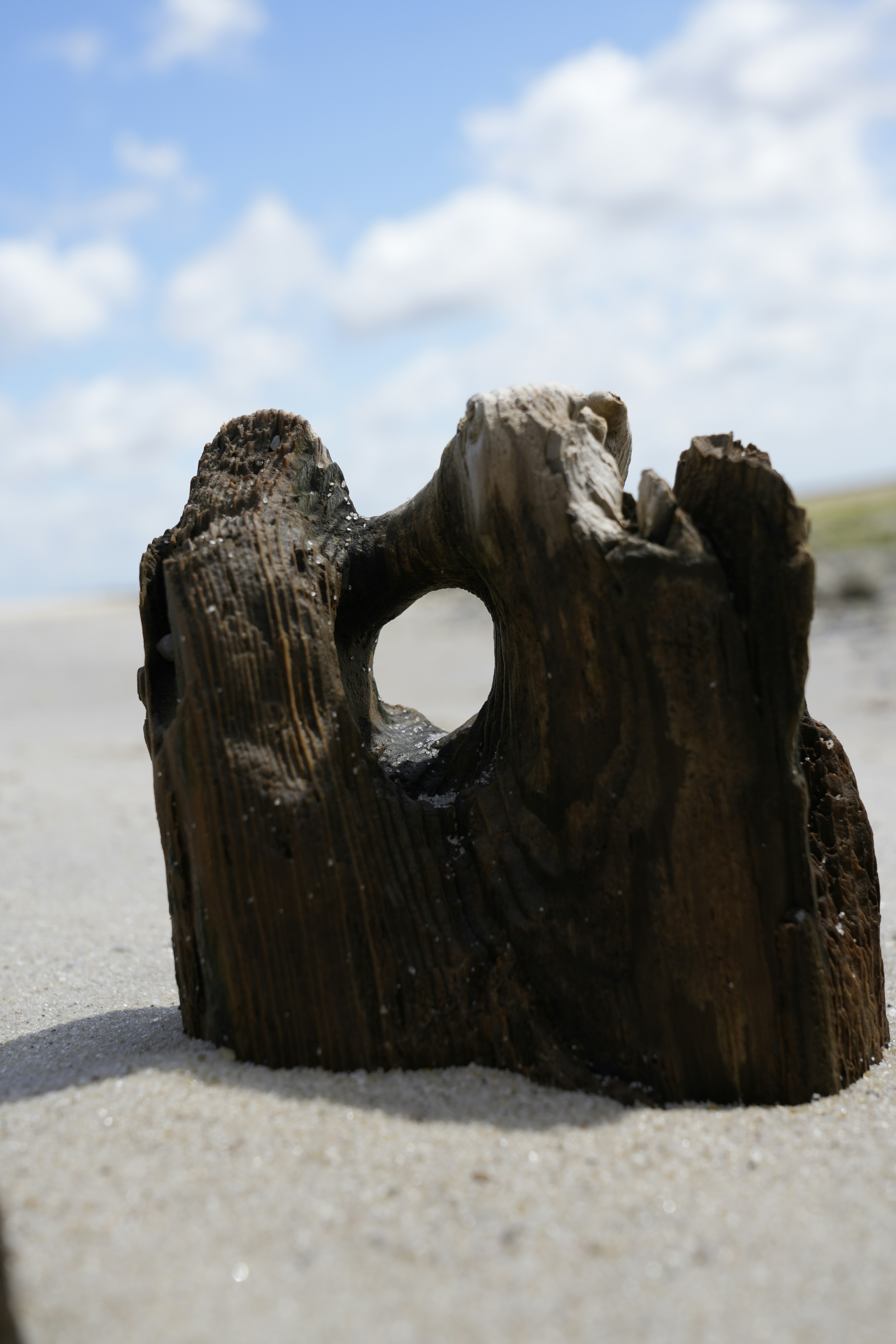 Weathered Driftwood Sculpture on Sunlit Beach