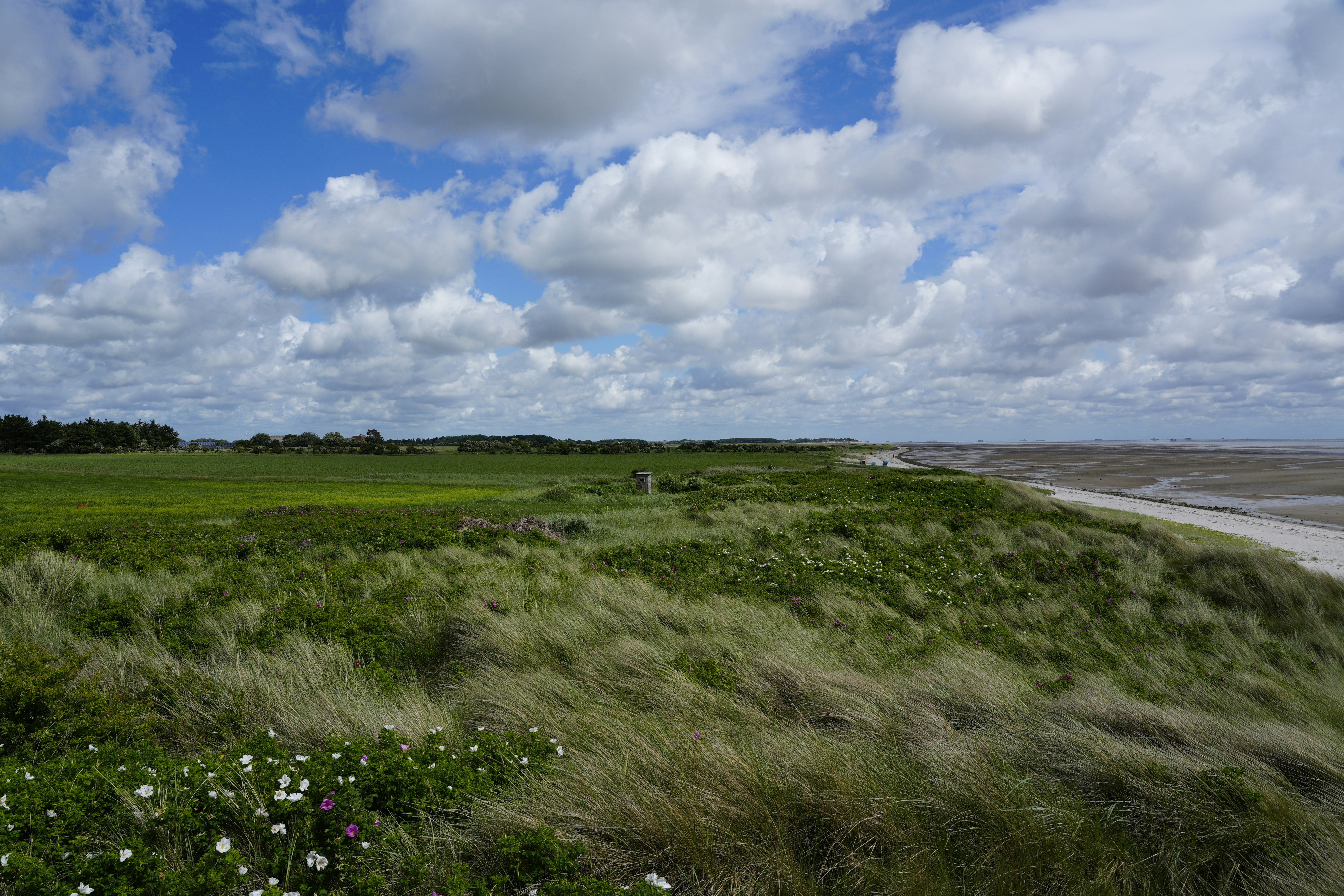 Coastal Grassland under a Looming Sky