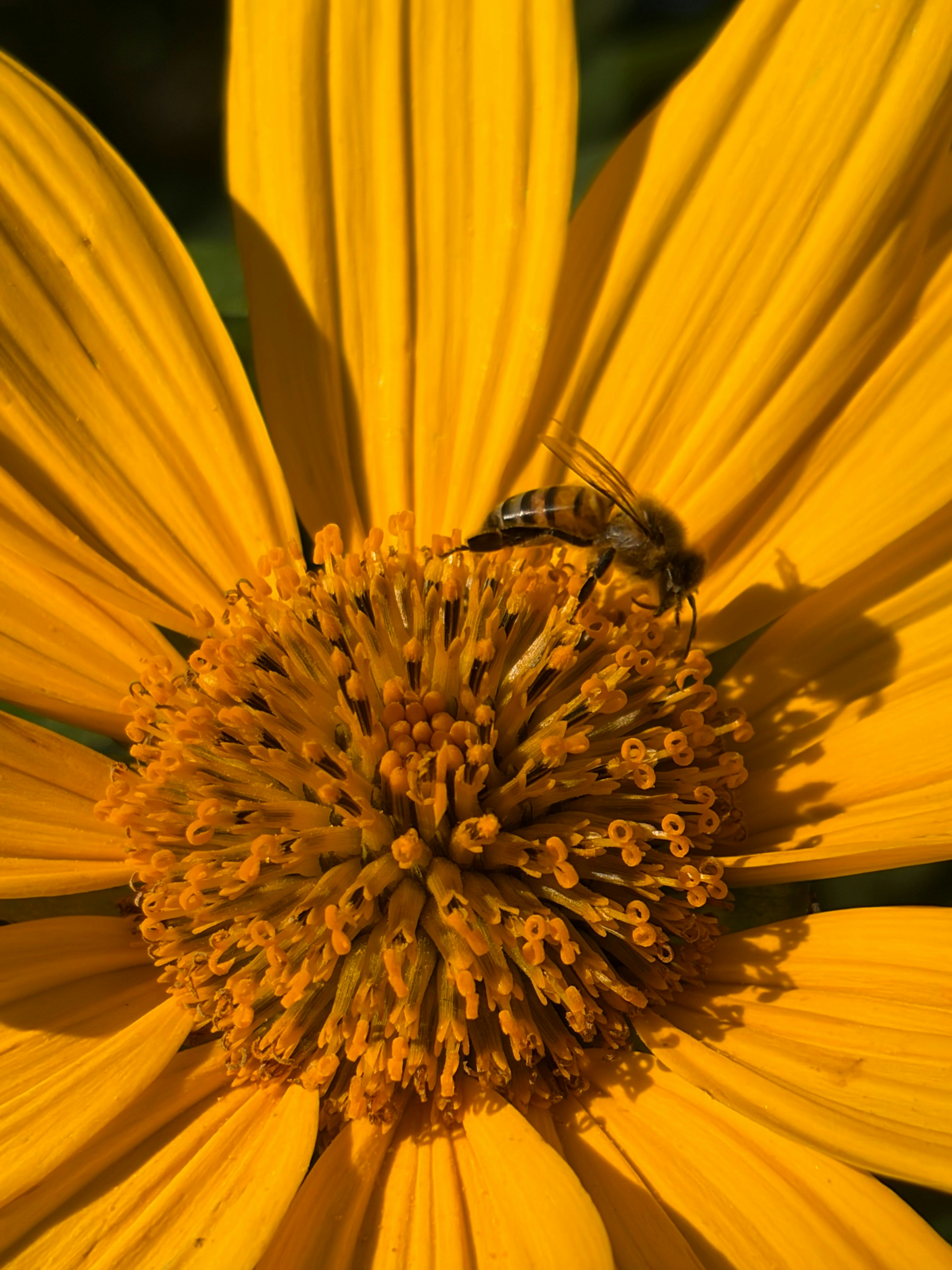 bee