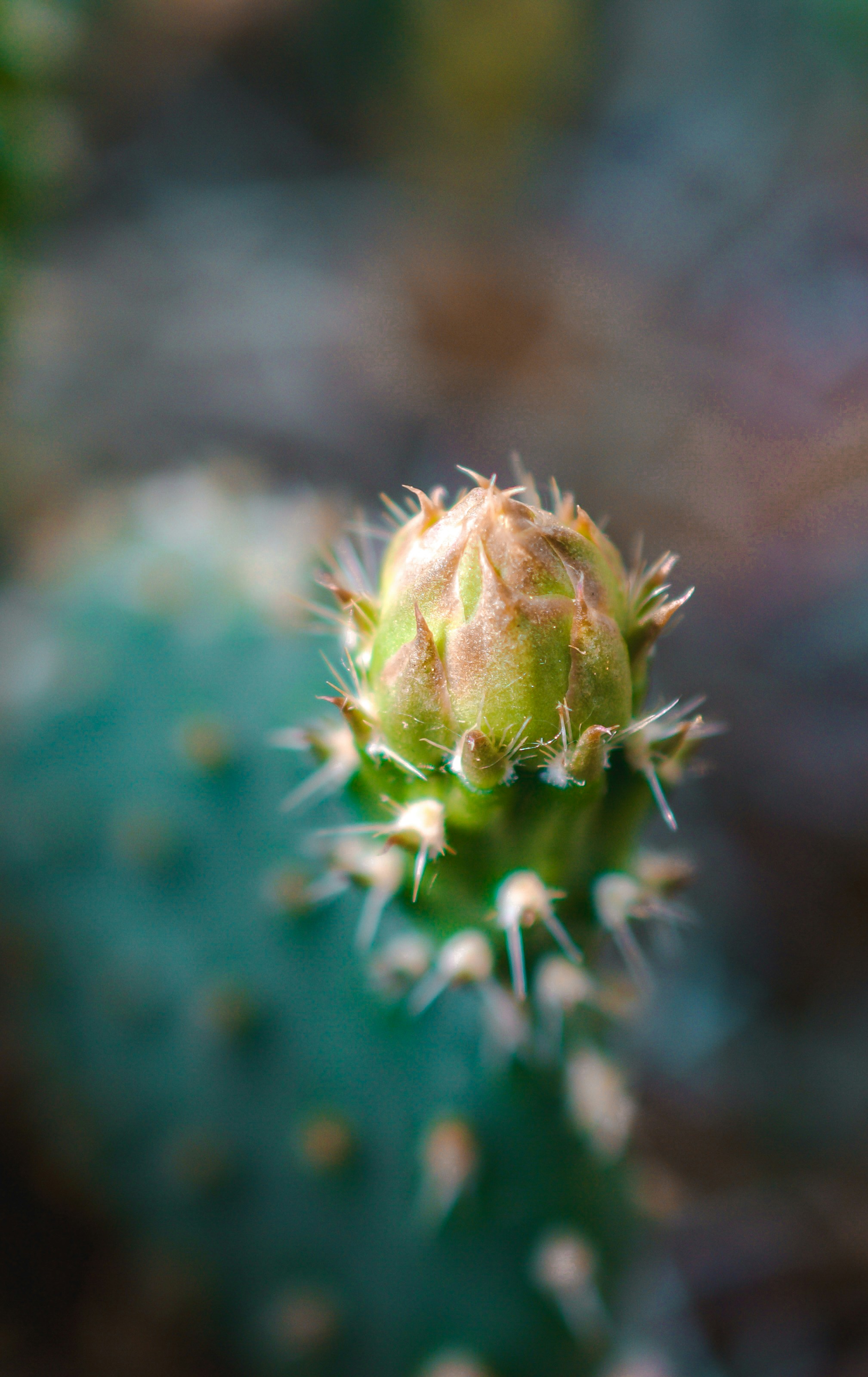 Emerald Crown: Close-Up of a Thorned Bloom on a Cactus