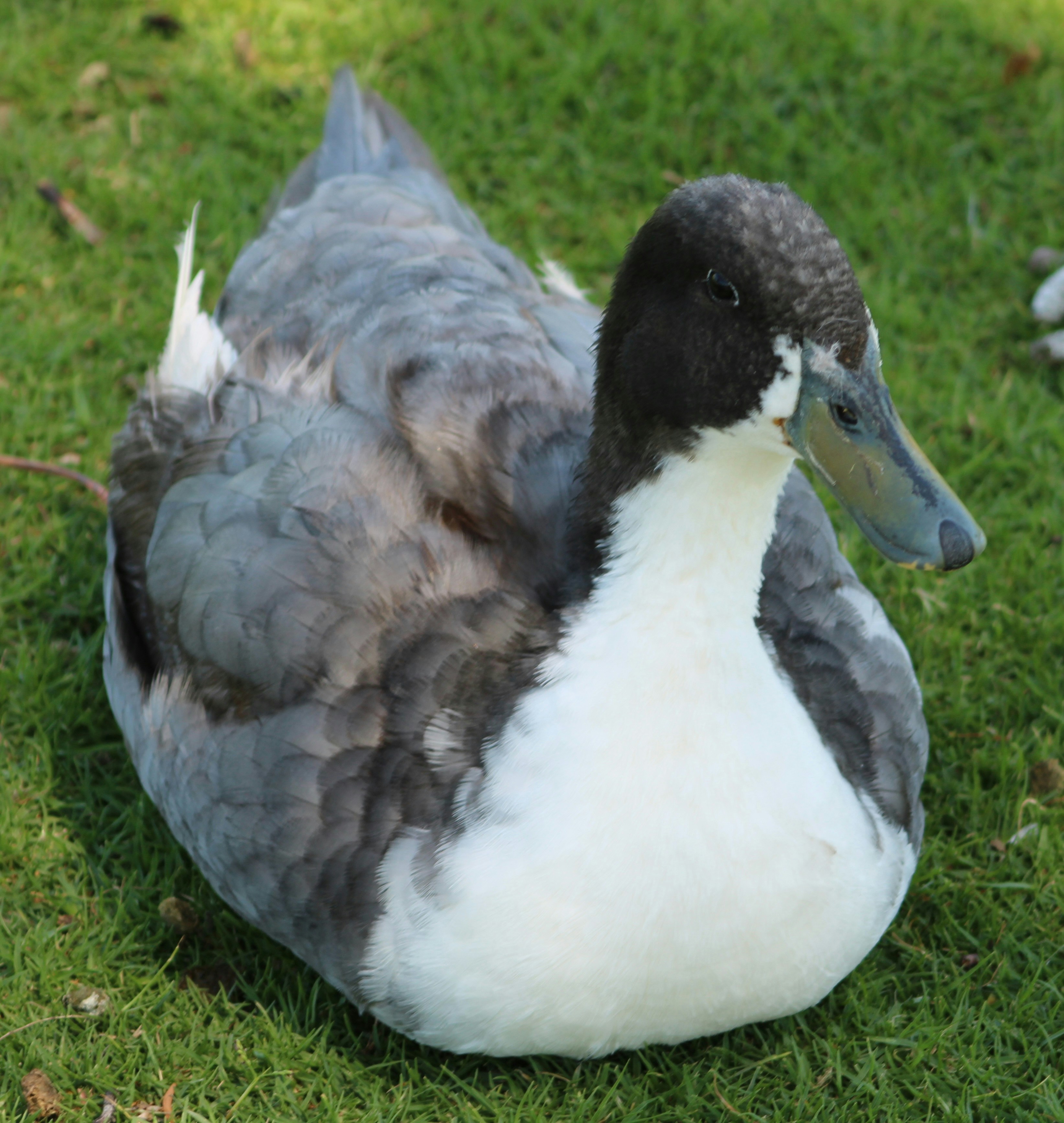 Gentle Gray Goose resting on a sunlit lawn