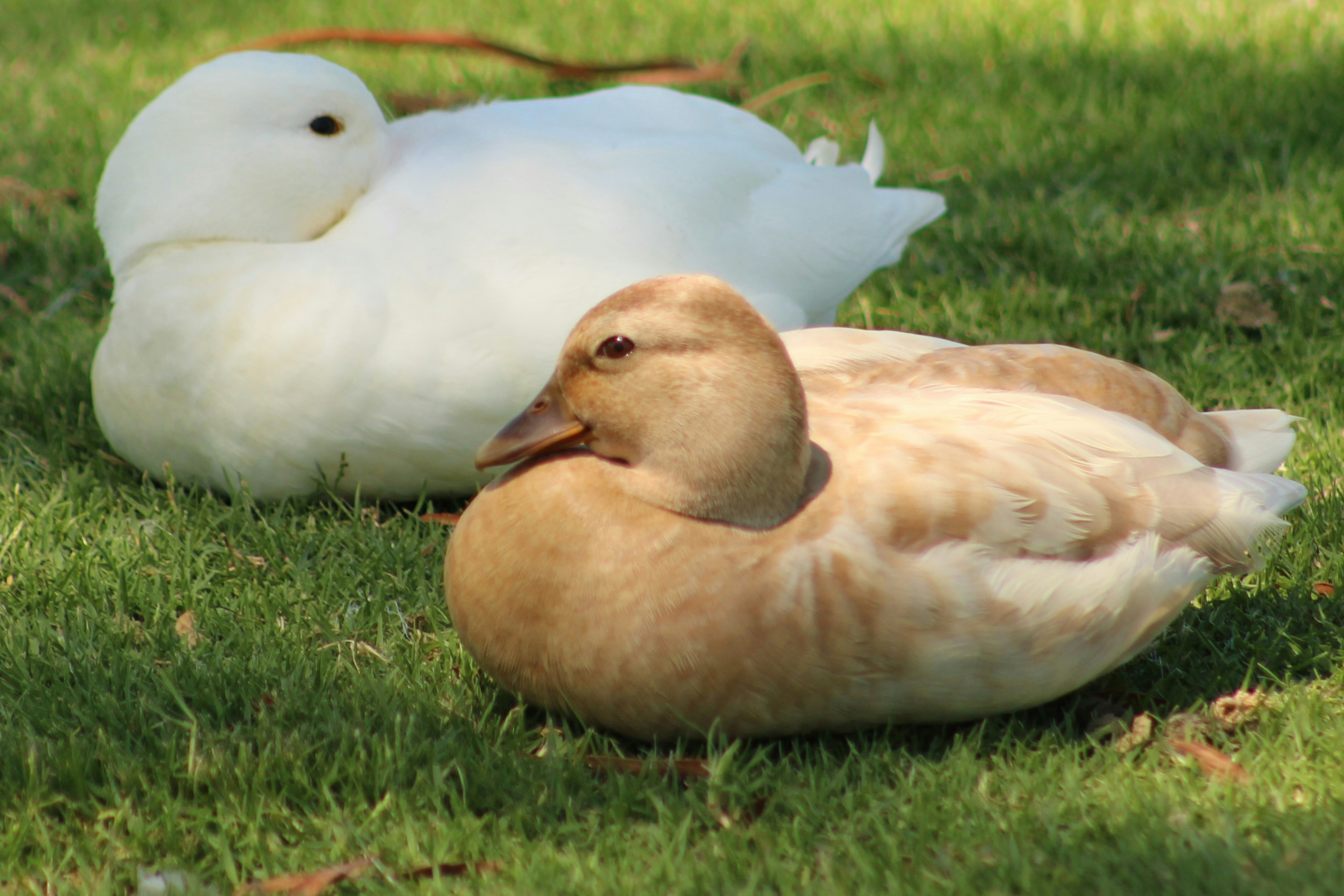 Two Ducks at Rest: Warm Light on a Grass Field