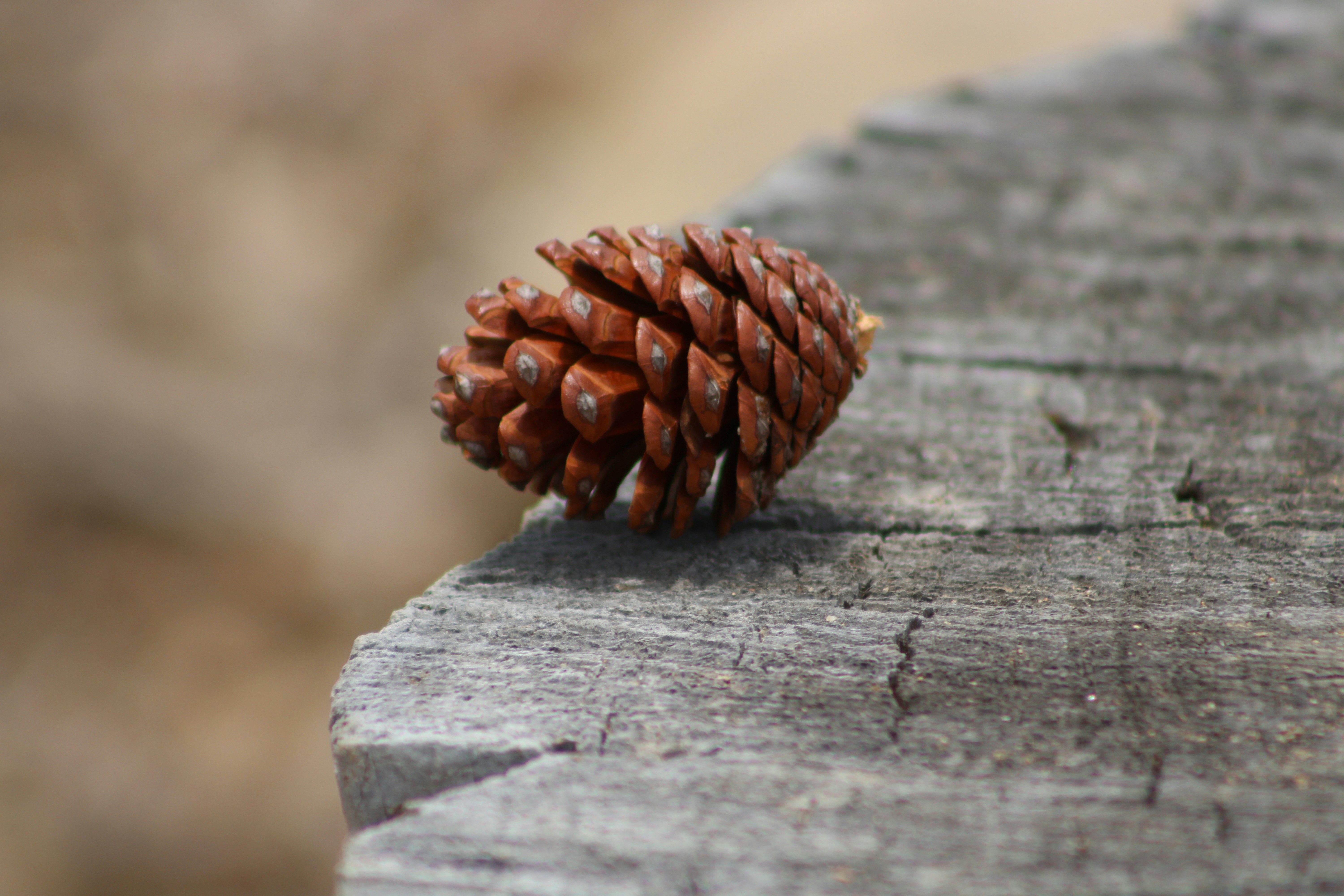 A Quiet Pine Cone Keeps Watch on Weathered Wood