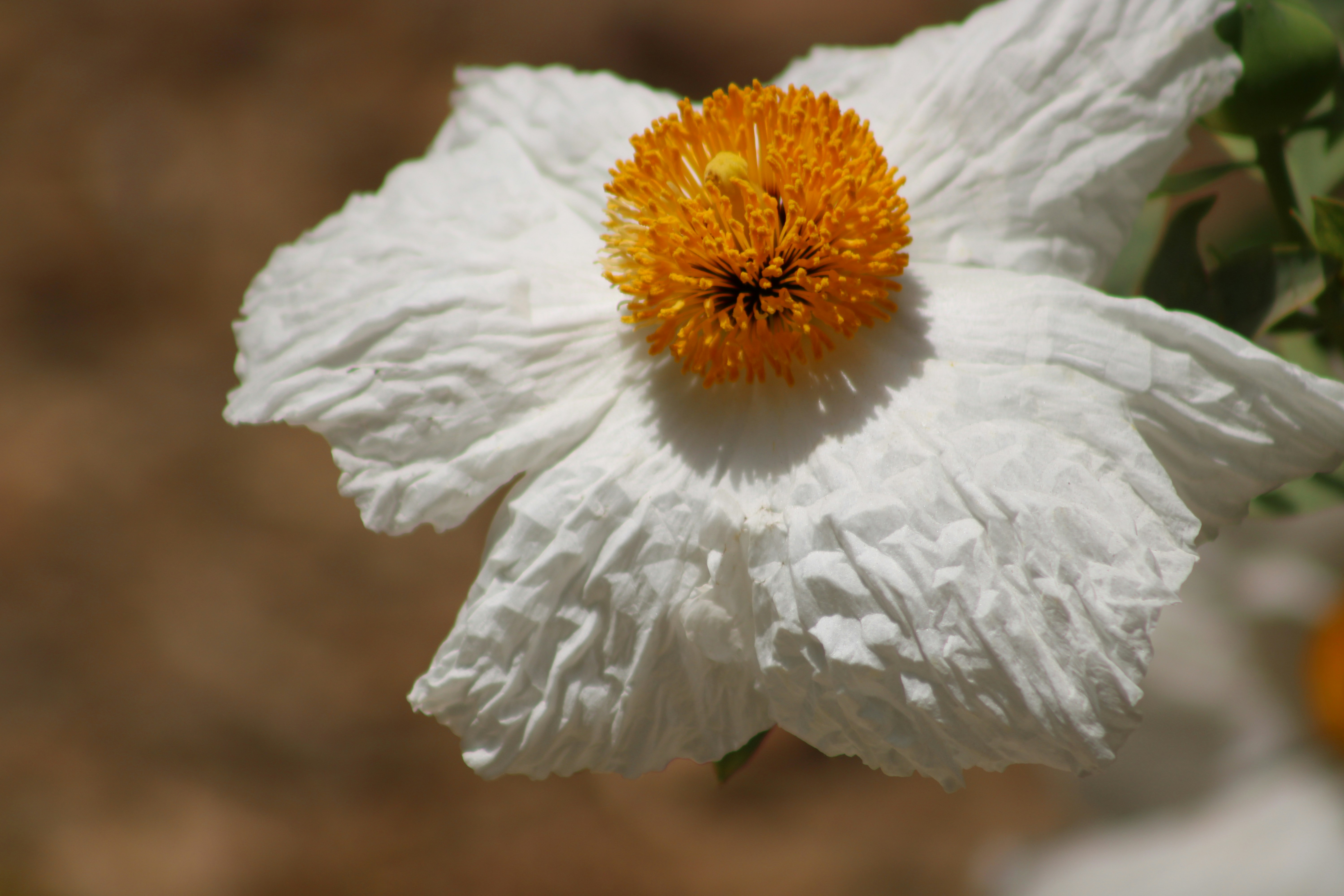 White poppy in sharp focus against blurred earth-toned background