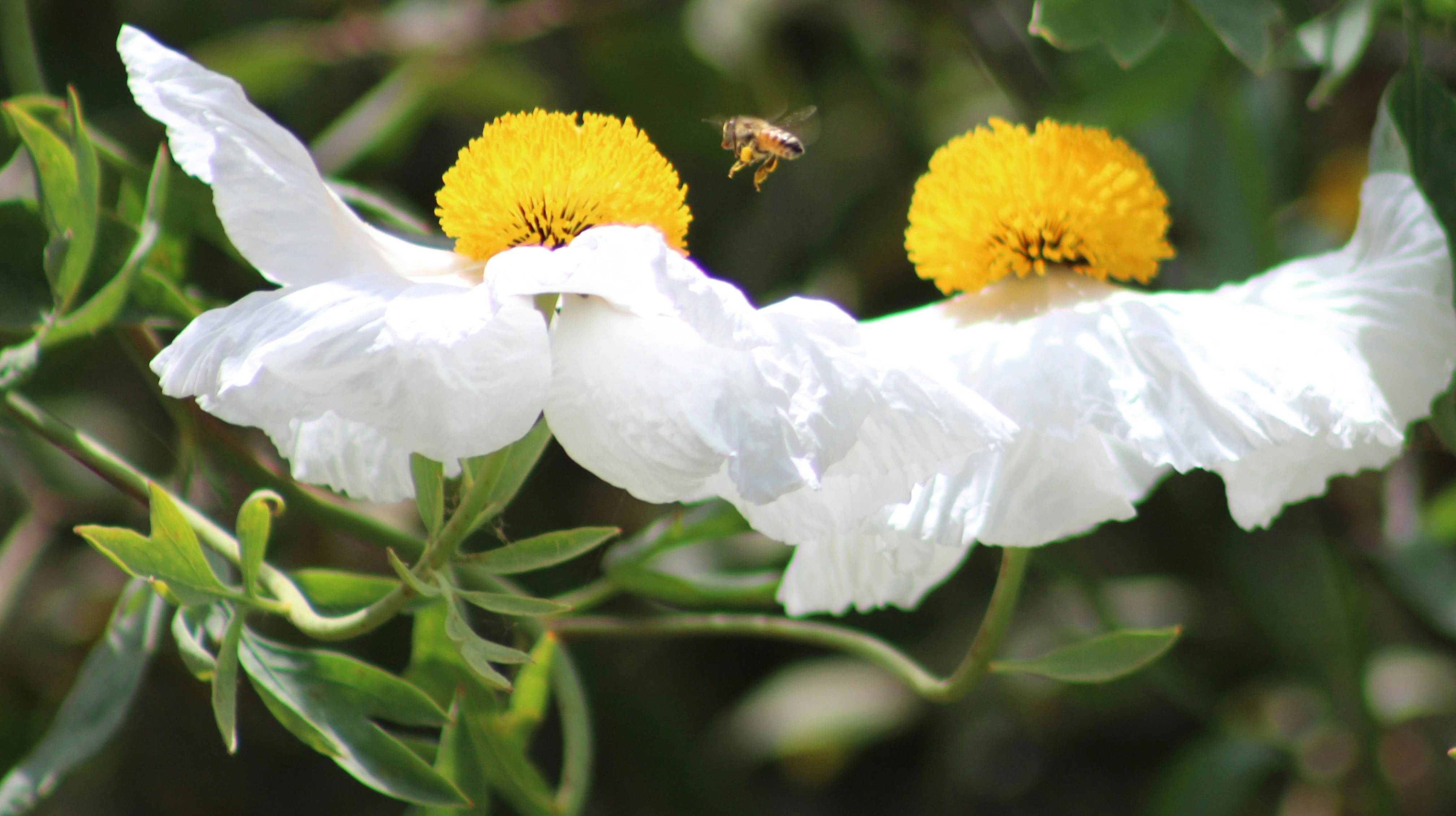 White papery petals meet golden centers: a bee dances between blossoms