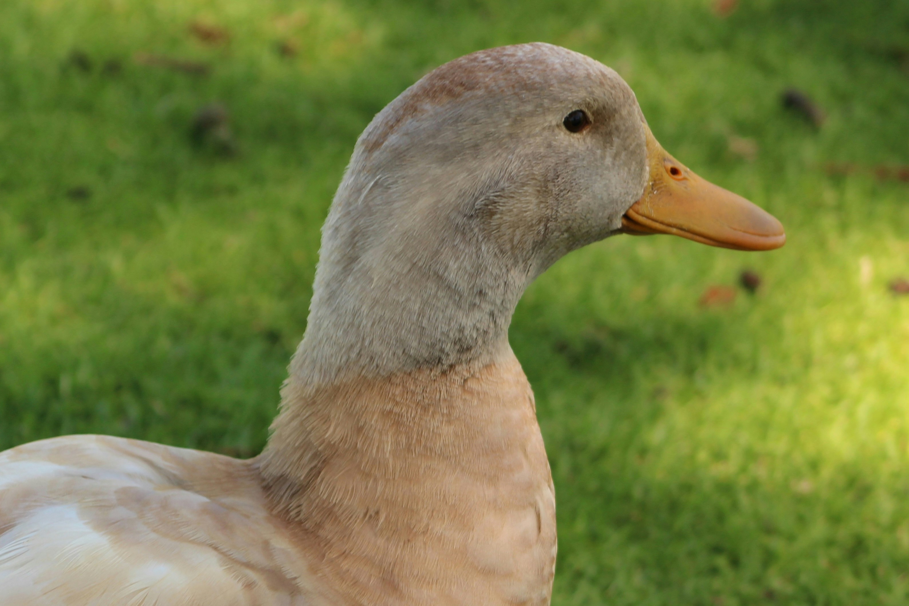 Portrait of a calm duck along sunlit grass
