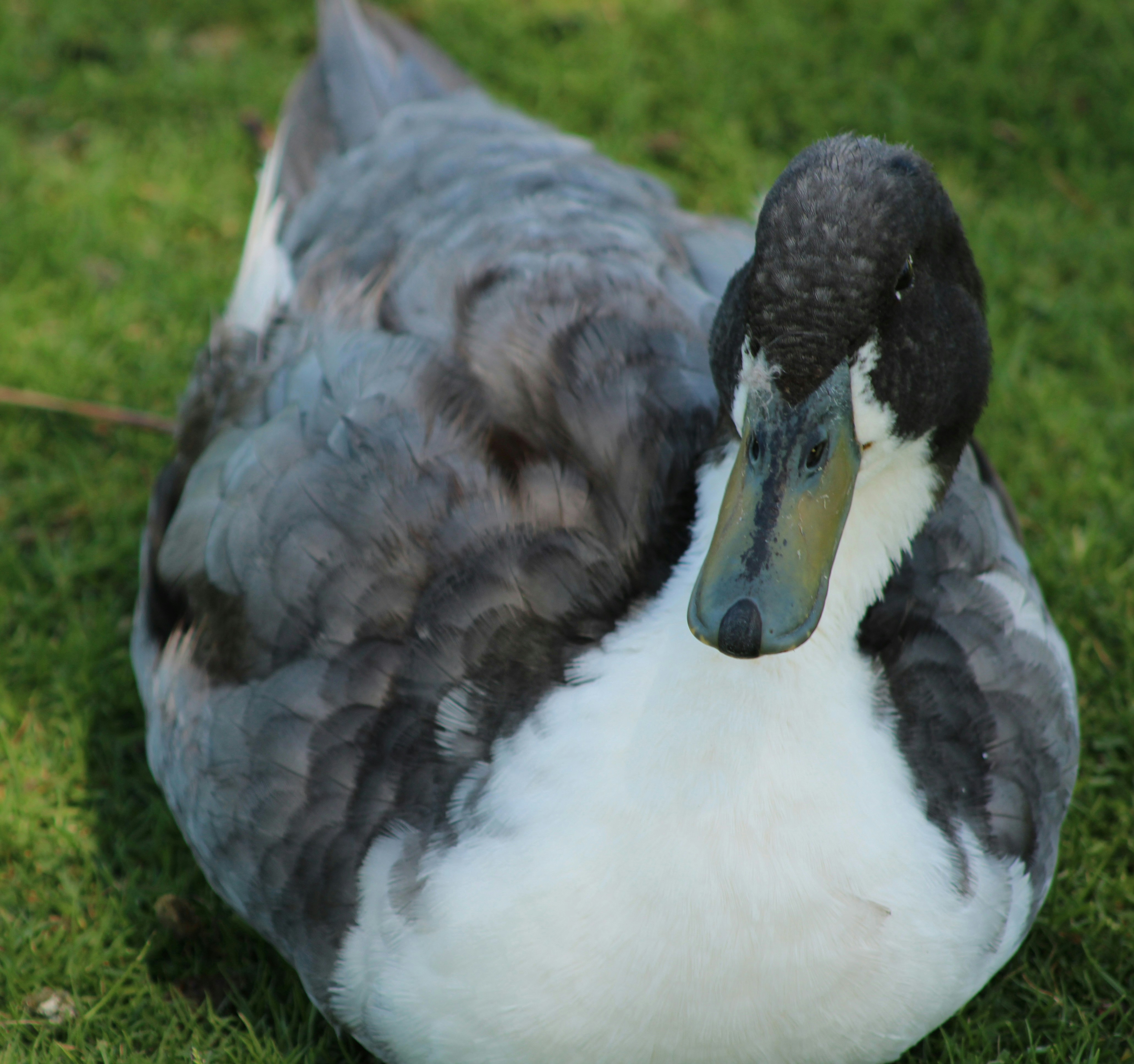 Close-up of a calm duck resting on grass