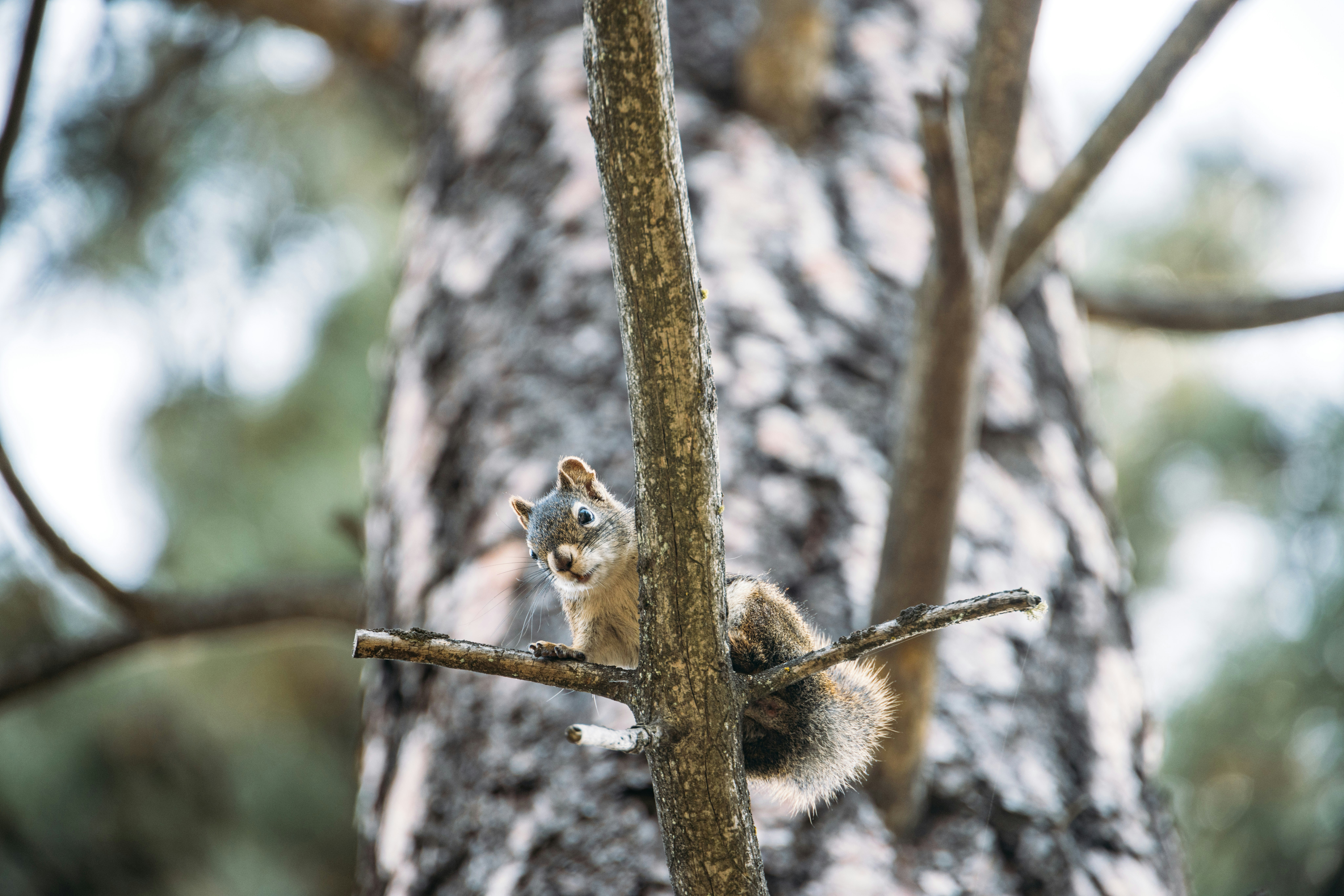 Squirrel Scout on a Barky Stage