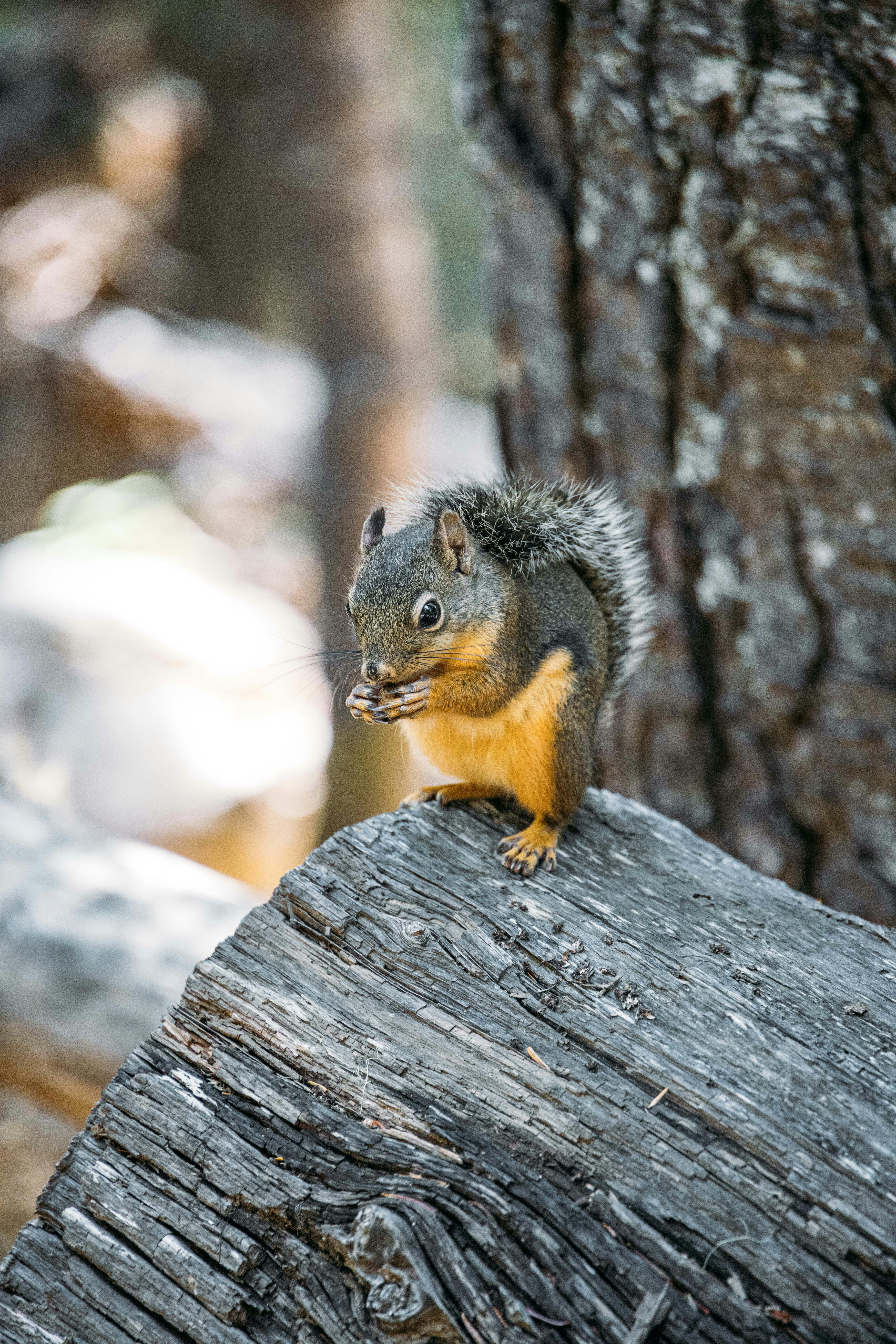 Squirrel on Weathered Log: A Moment of Snack and Focus