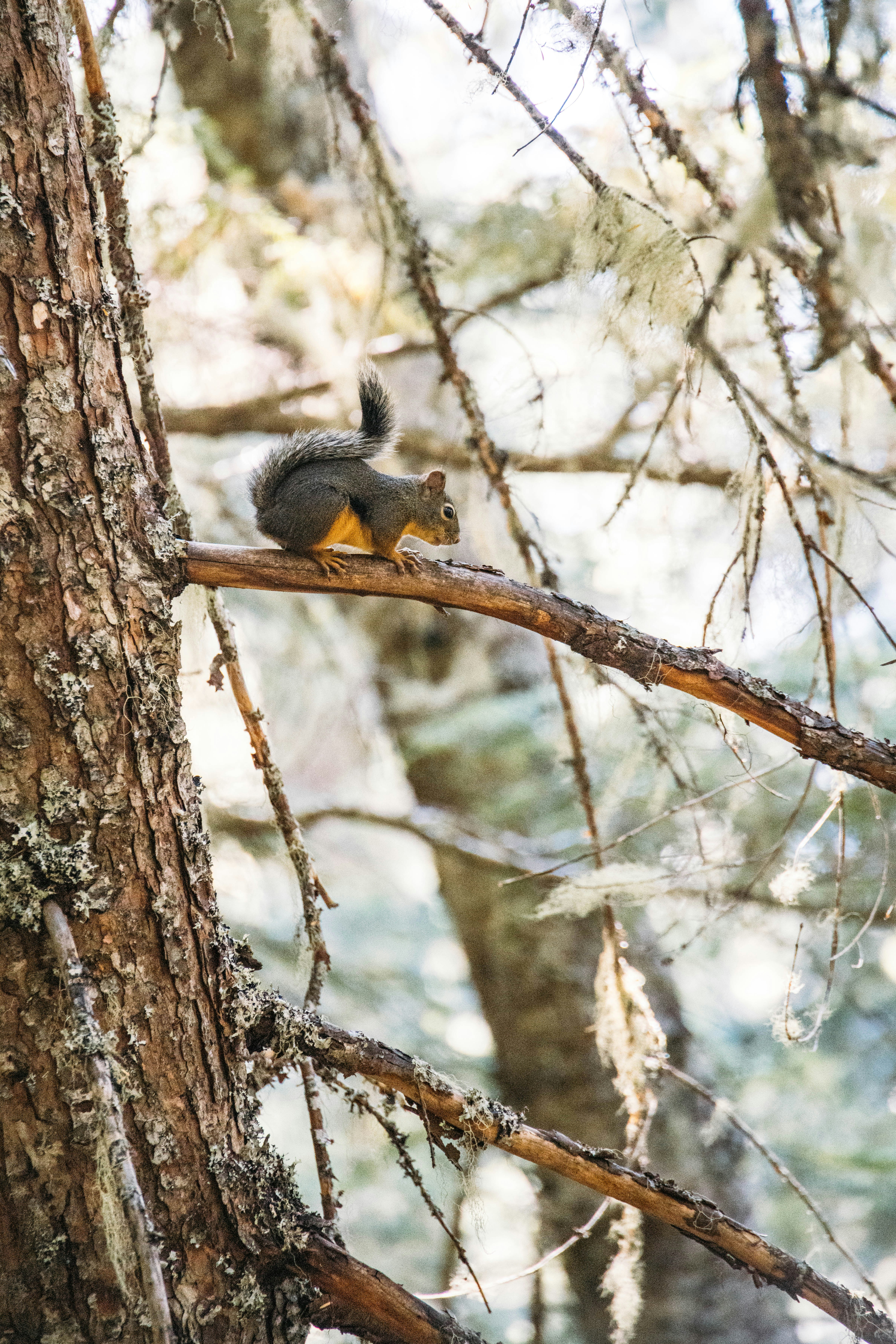 Red Squirrel Balancing on a Forest Beam