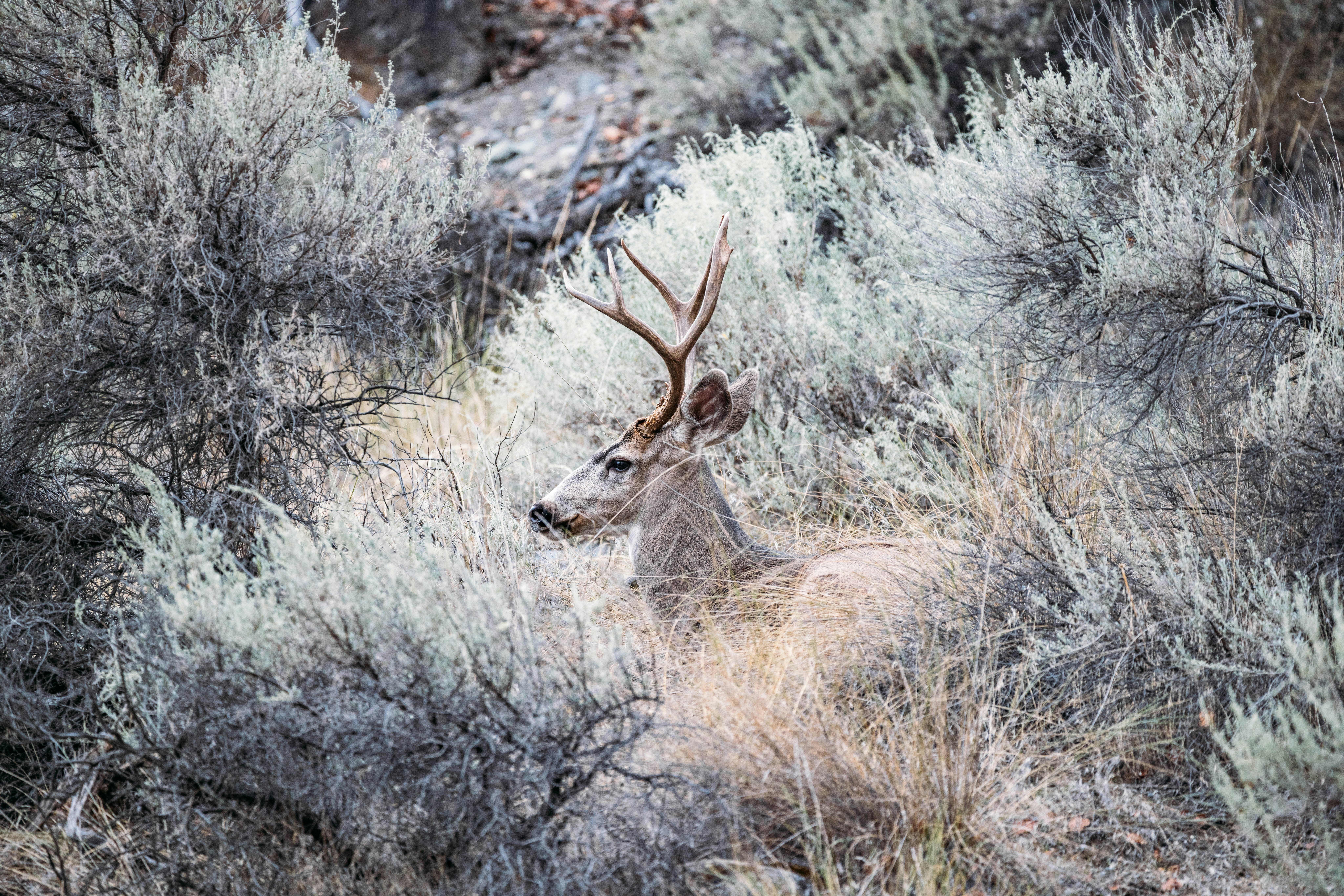 Silent Stag Amid Frosted Scrub