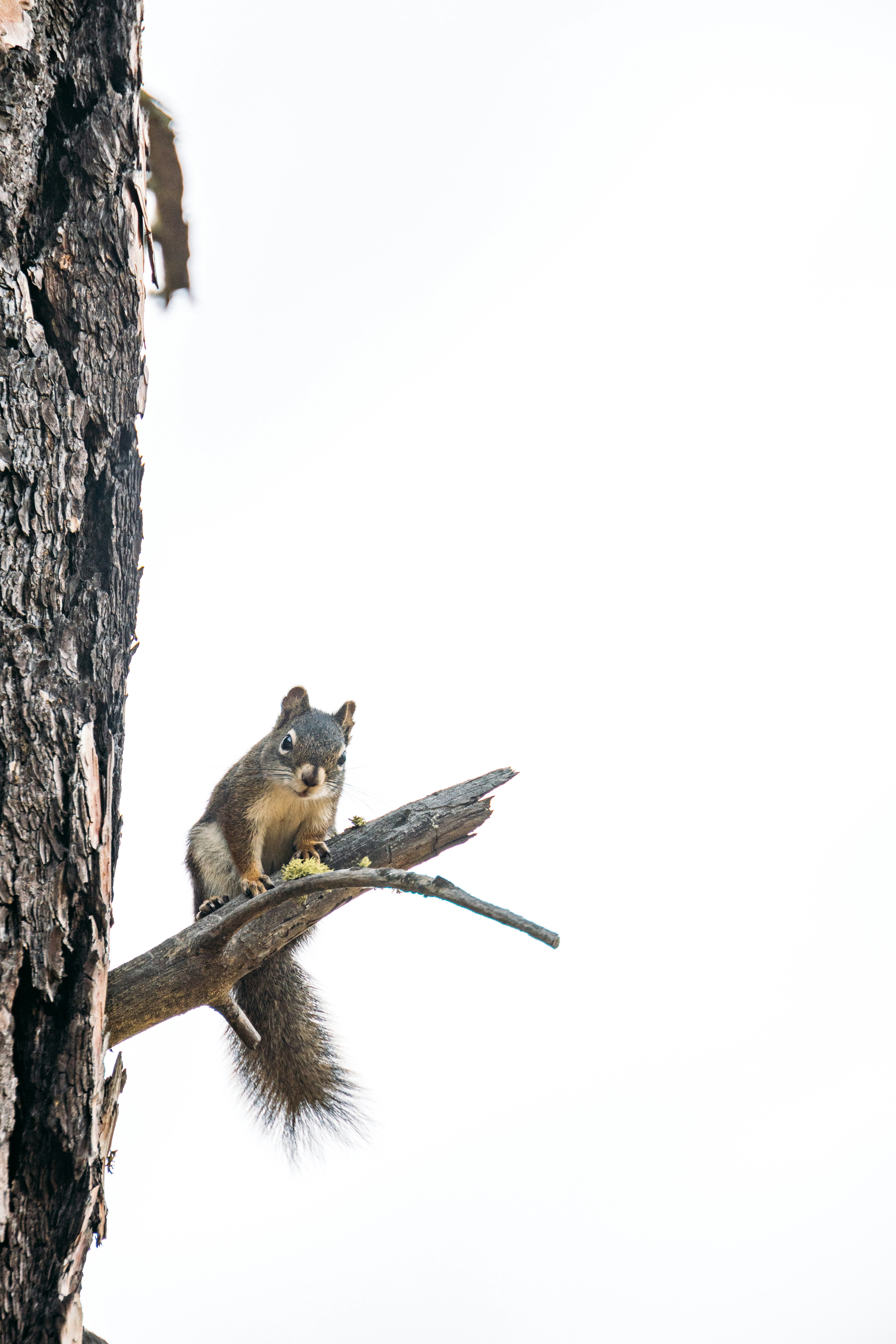 Squirrel on a Weathered Branch: A Moment of Upward Curiosity