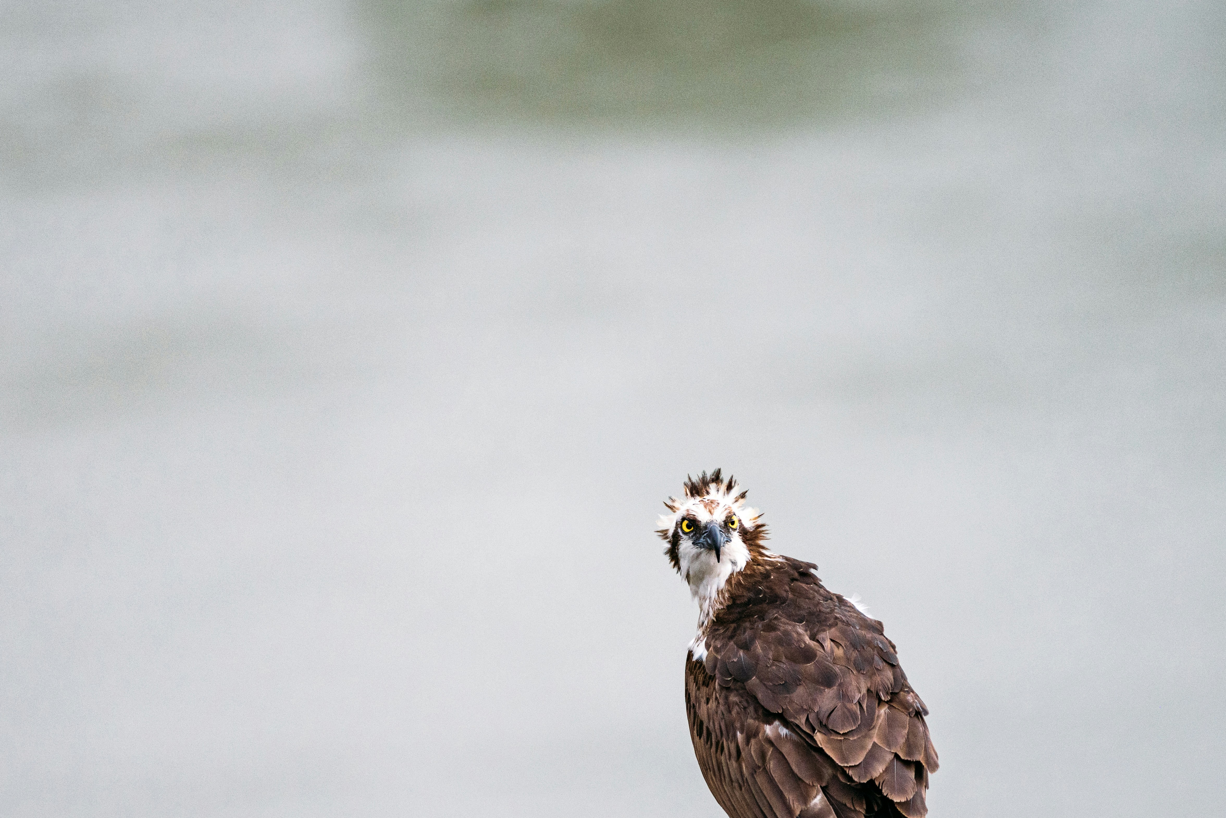 Raptor in a Quiet Shoreline Light