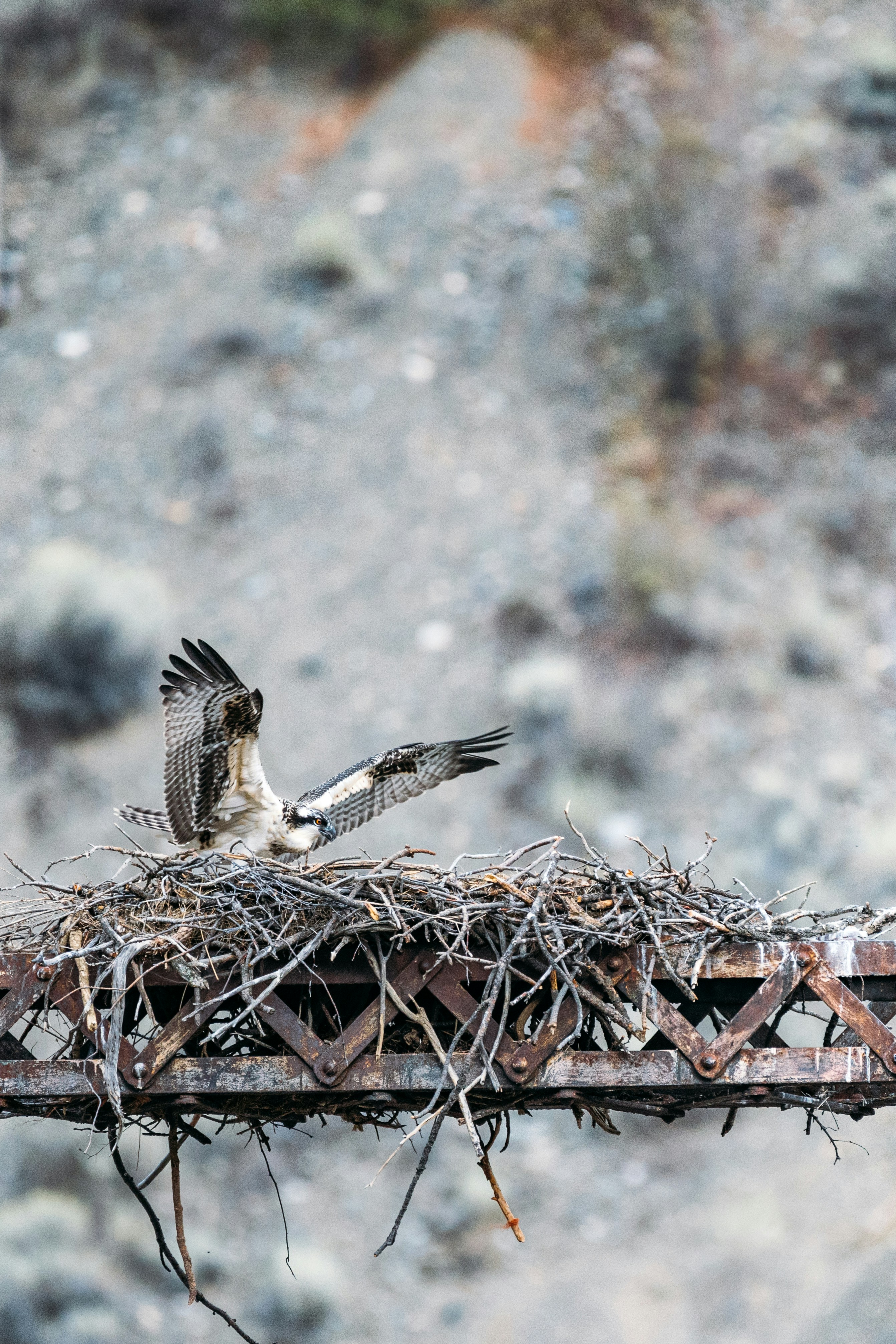 Hawk on a Thorn-Armored Bridge