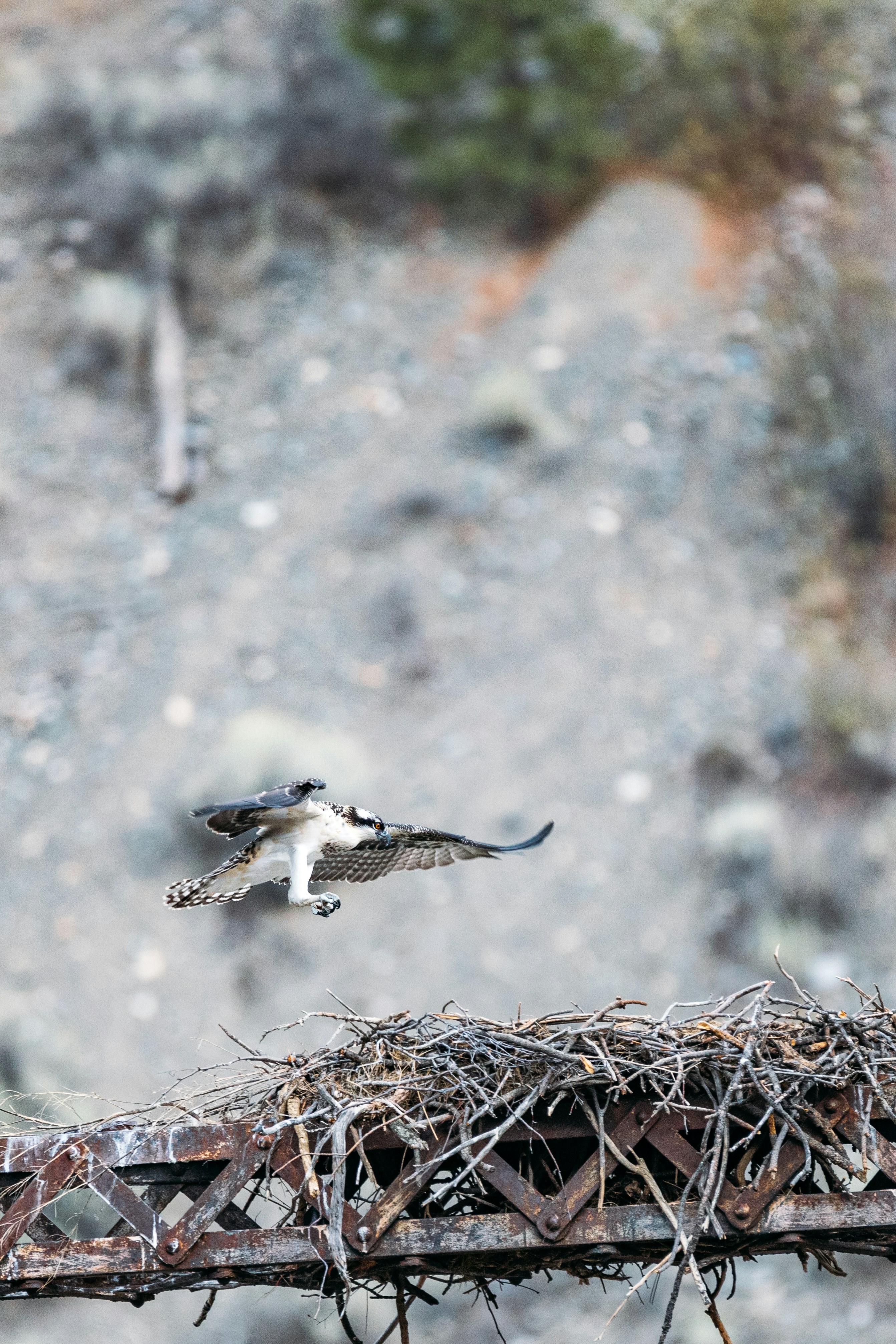 Raptor over a Weathered Nest: A Wingbeat in the Rubble