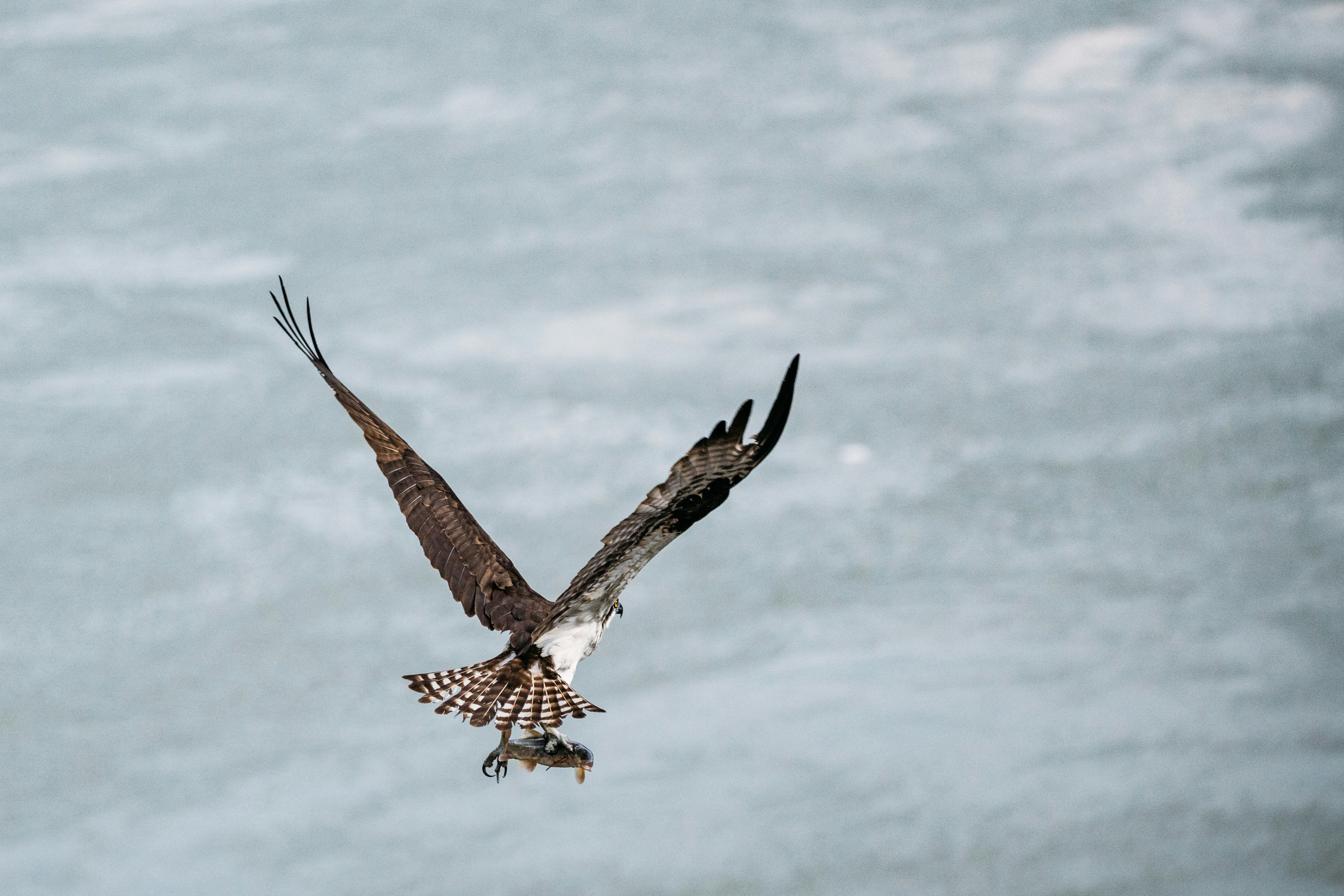 Raptor Emergence: Pursuit over a Misty Sea